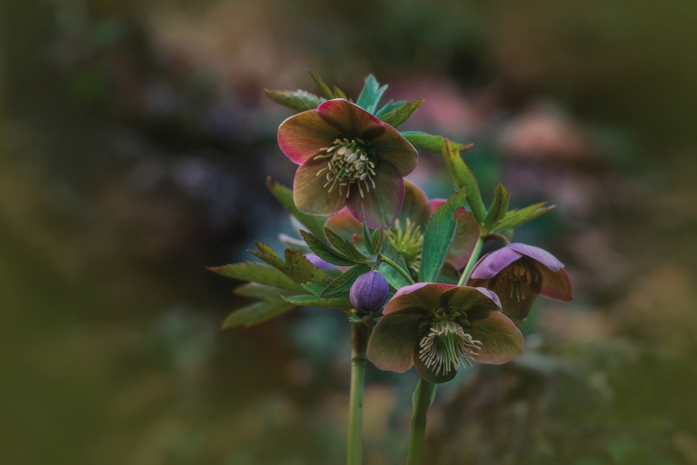 How to Grow Eranthis in Your Garden - The Habitat