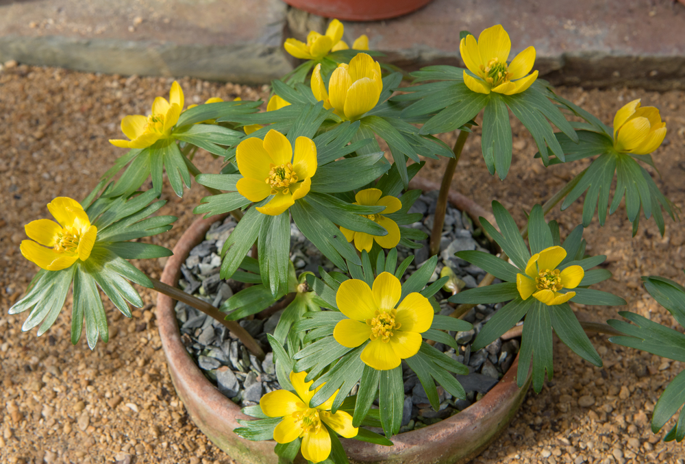 How to Grow Eranthis in Your Garden - The Habitat