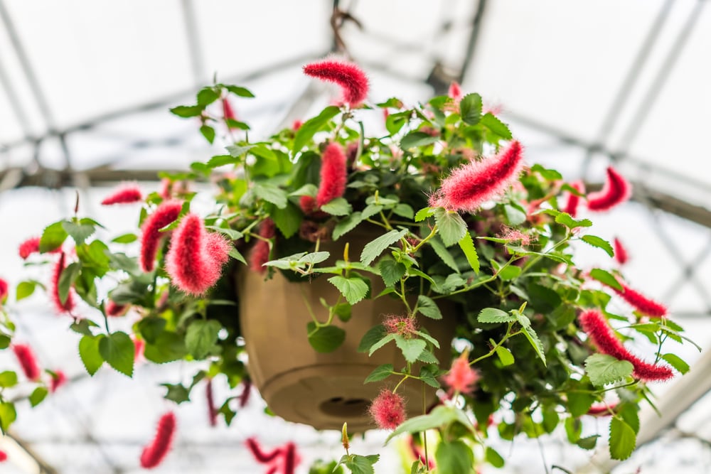 Hanging Plants That Will Elevate Your Decor - The Habitat