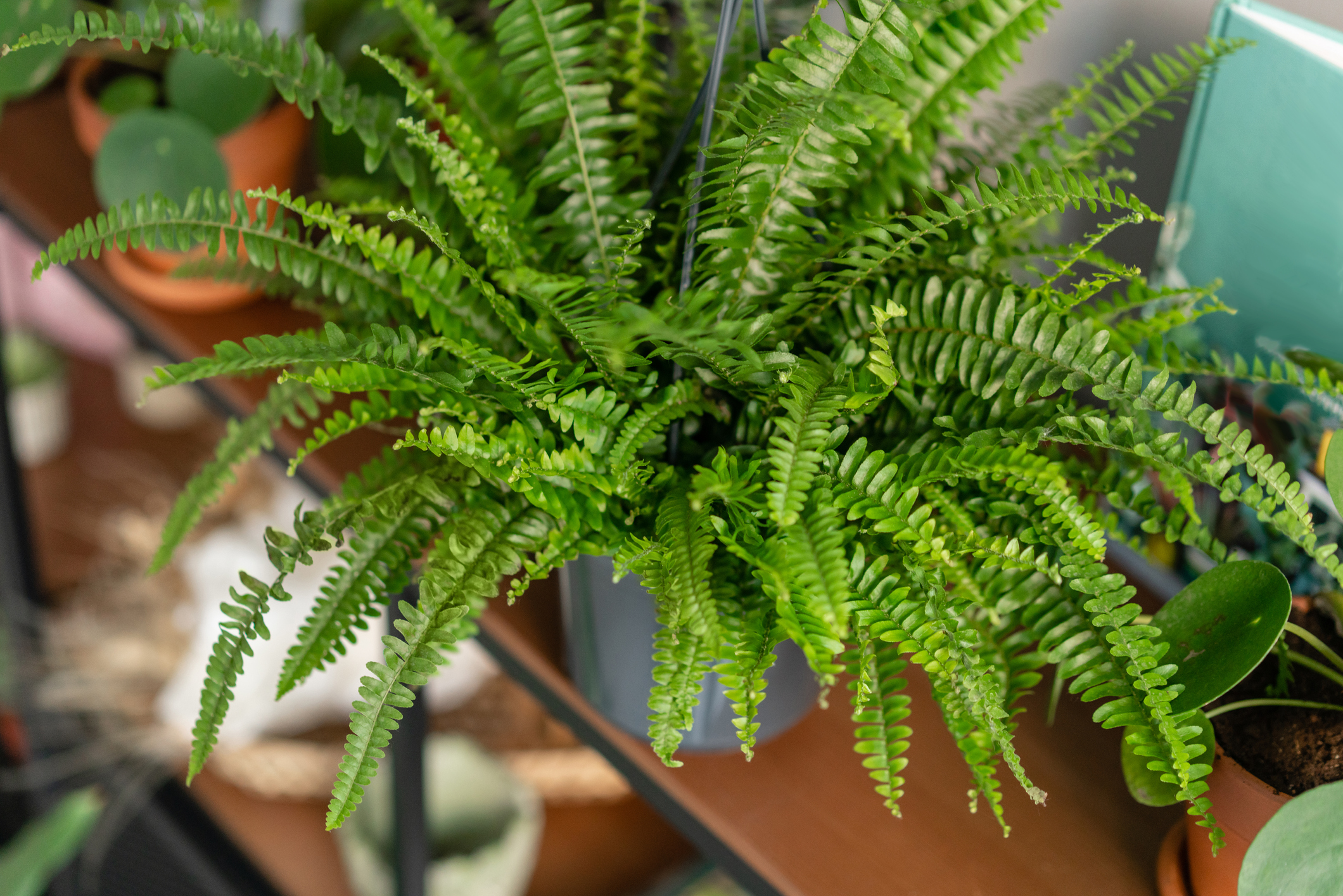 How to Care for the Western Sword Fern - The Habitat