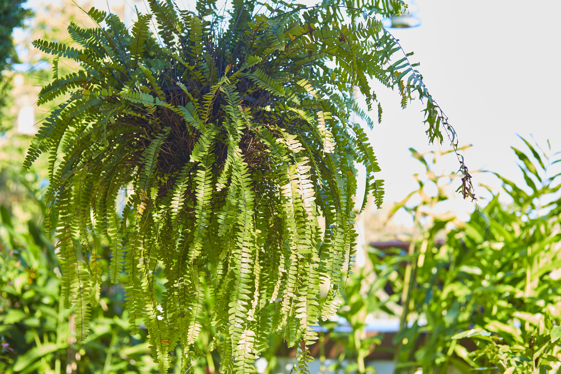How to Care for the Western Sword Fern - The Habitat