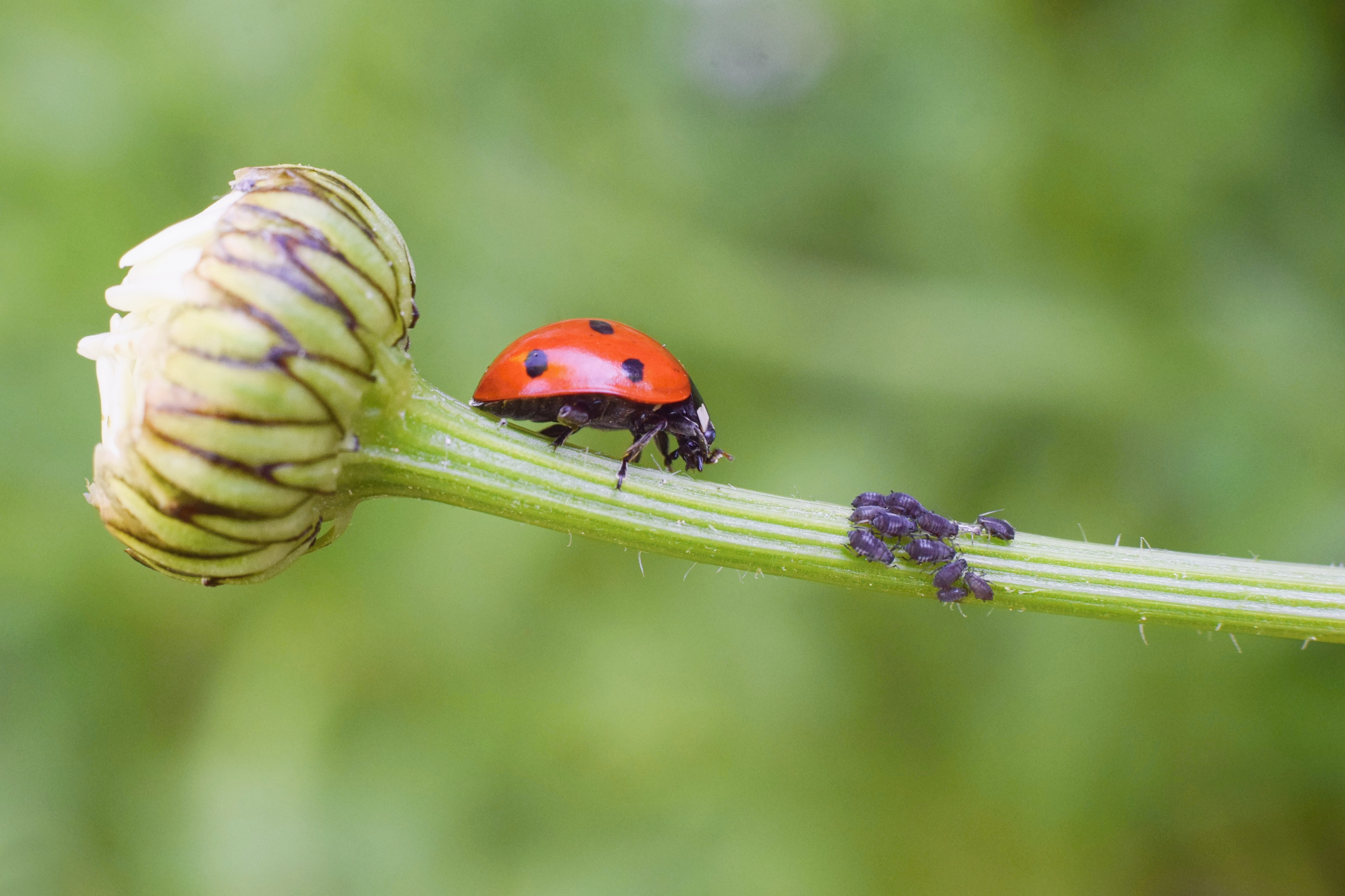 Uncovering the Secrets of Aphid Control - The Habitat