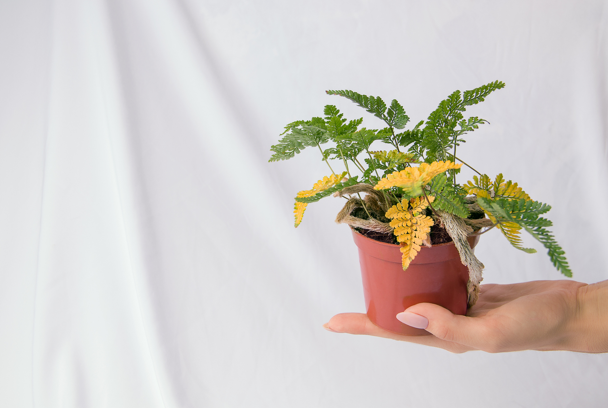 How to Care for the Western Sword Fern - The Habitat