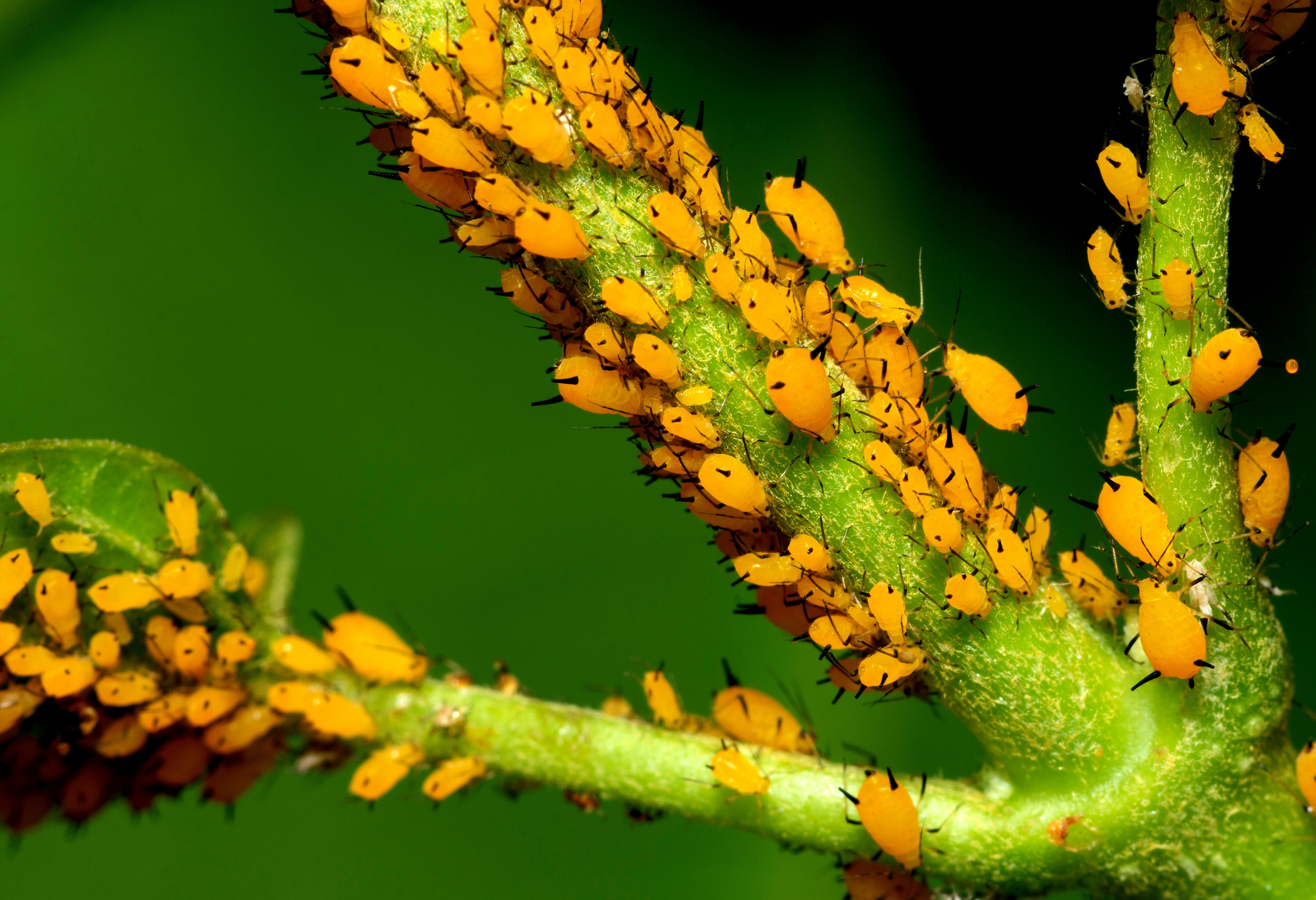 Uncovering the Secrets of Aphid Control - The Habitat