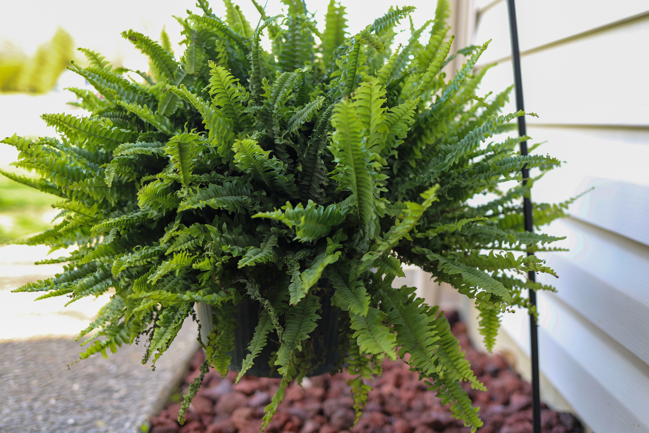 How to Care for the Western Sword Fern - The Habitat
