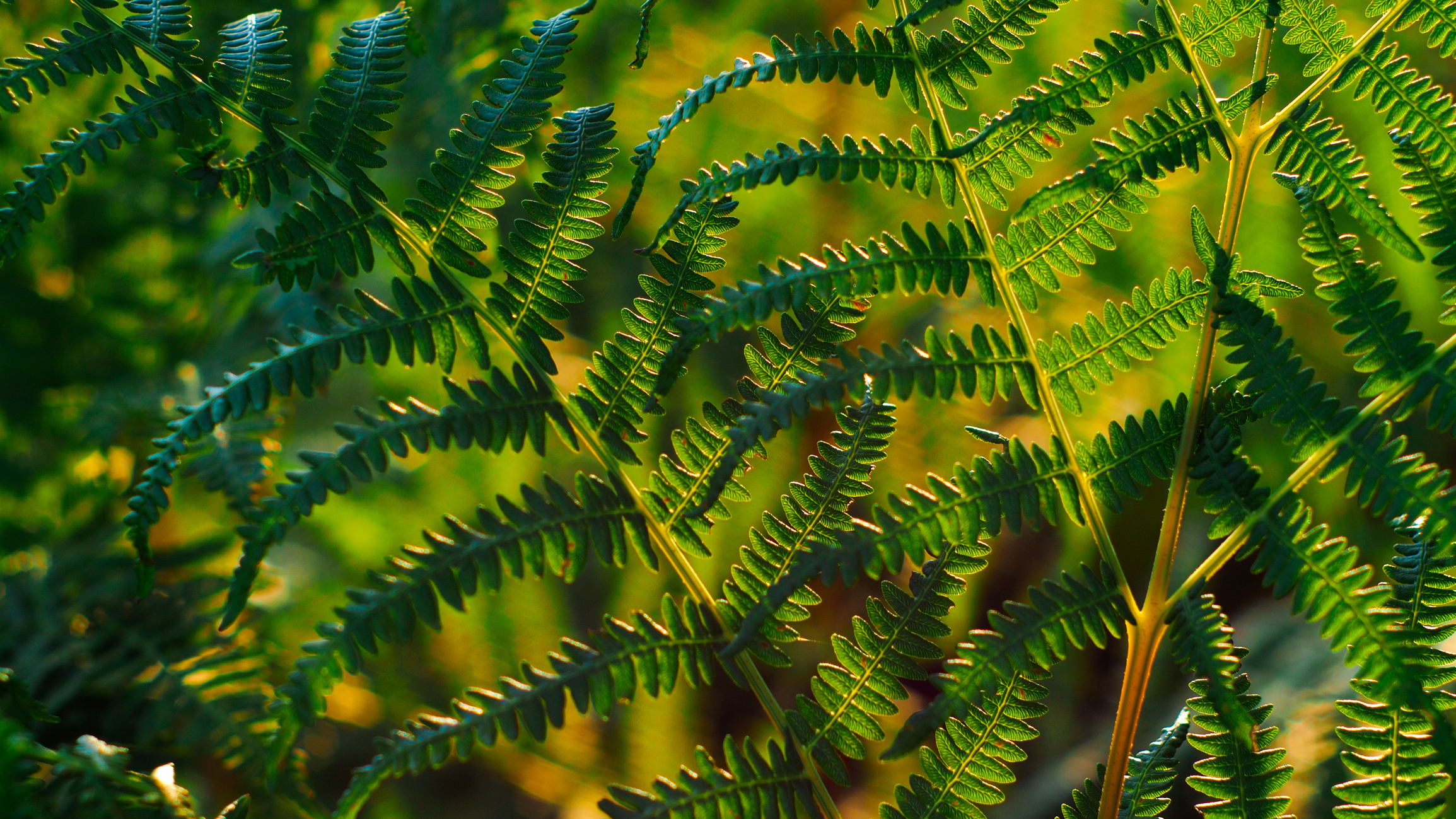 How to Care for the Western Sword Fern - The Habitat