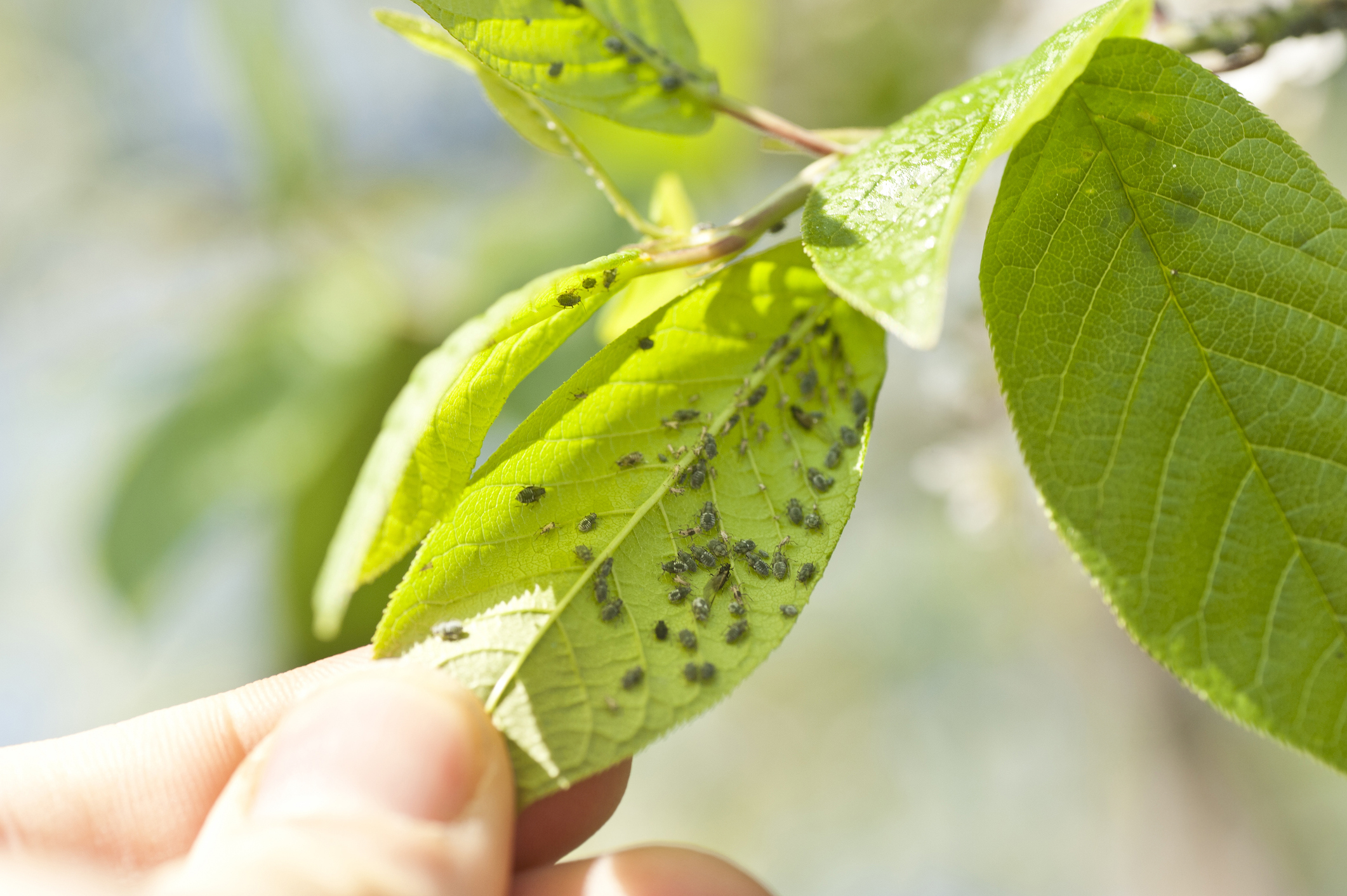 Uncovering the Secrets of Aphid Control - The Habitat