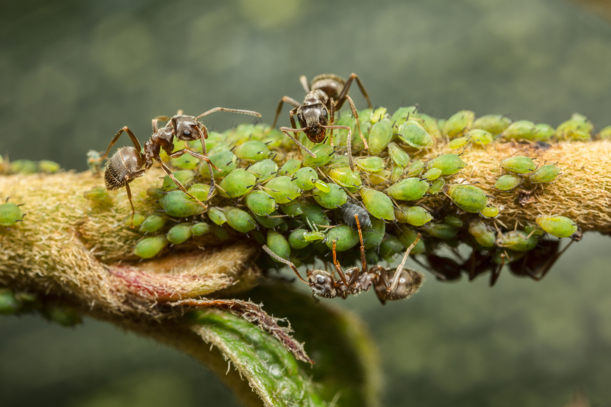 Uncovering the Secrets of Aphid Control - The Habitat