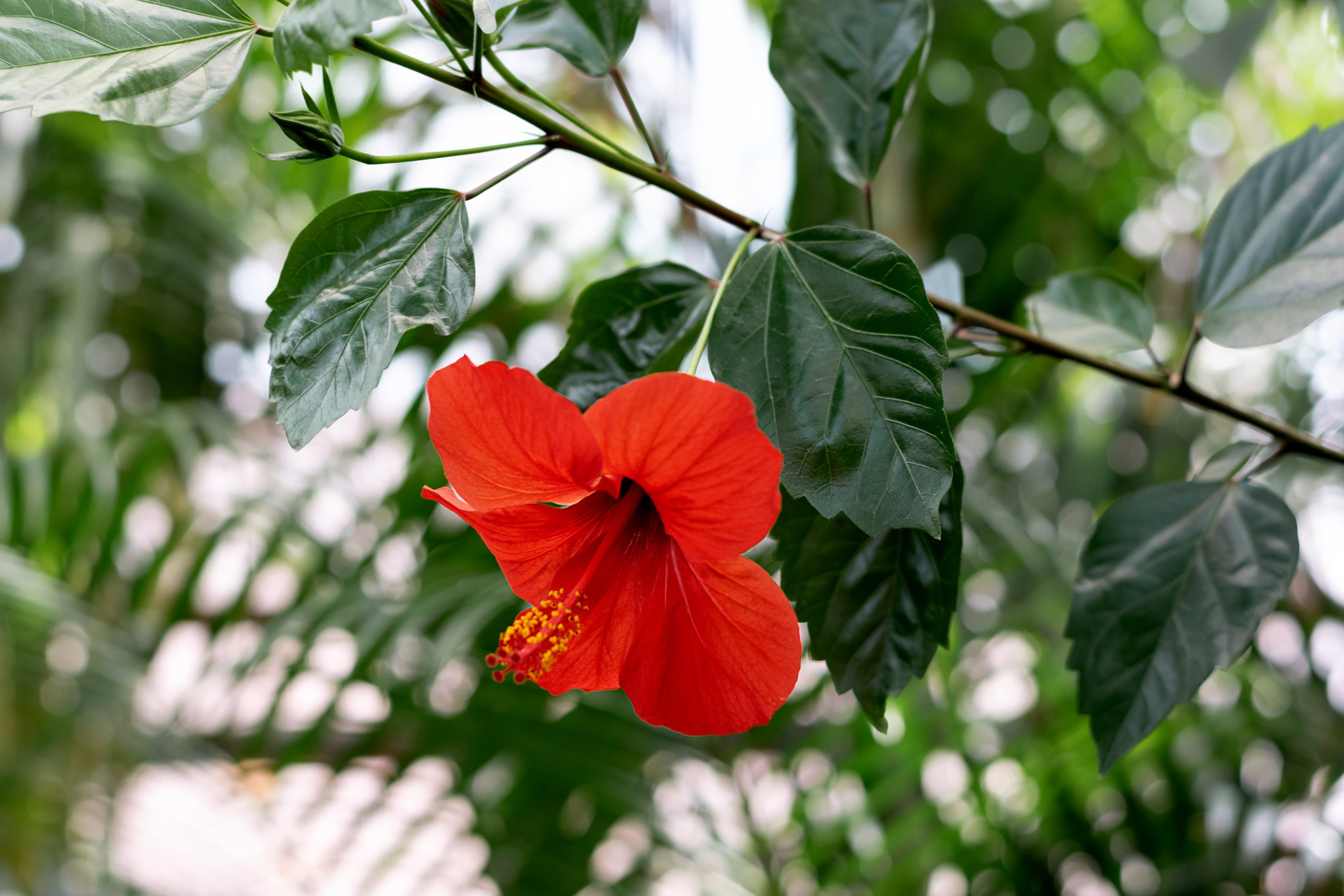 How To Grow Your Own Hibiscus Plant - The Habitat