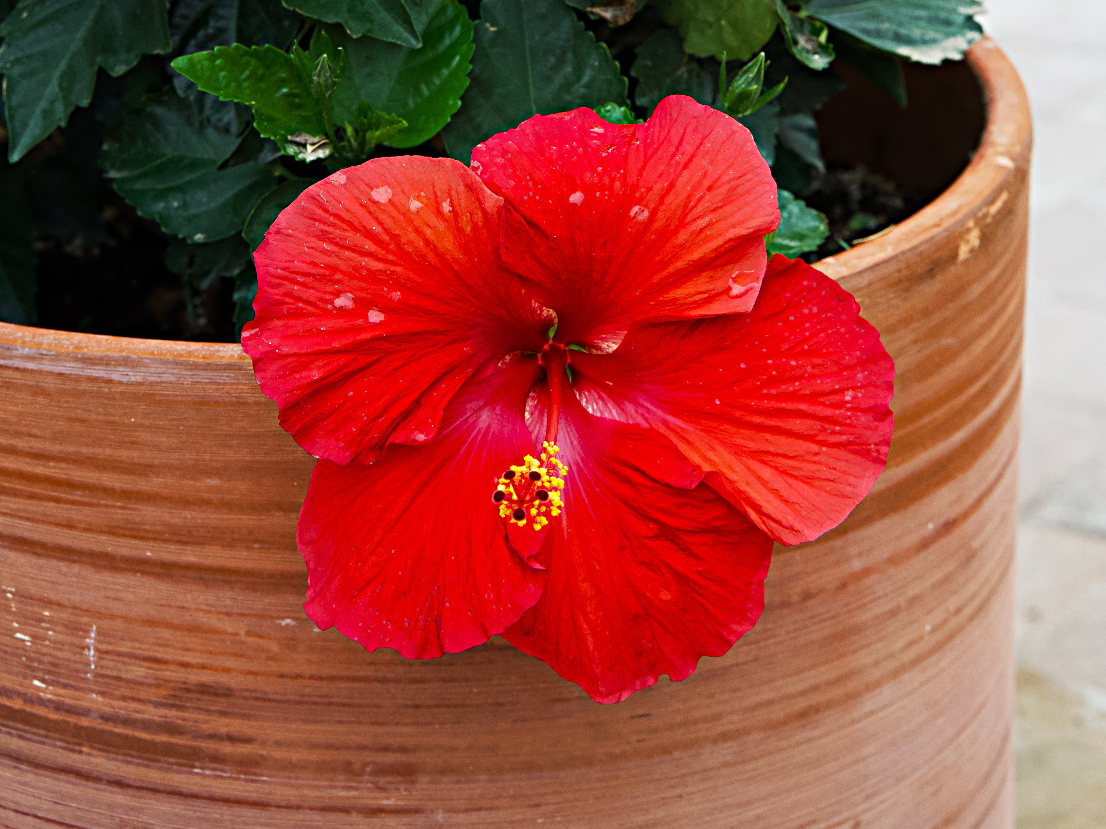 How To Grow Your Own Hibiscus Plant - The Habitat