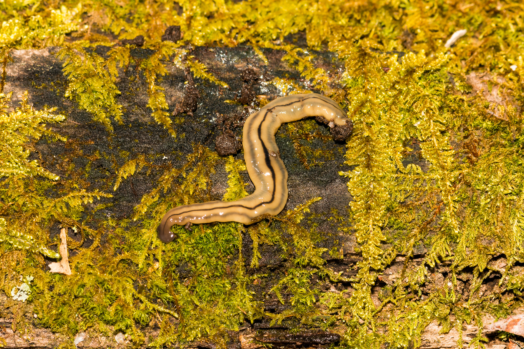 10 Garden Worms To Get To Know - The Habitat