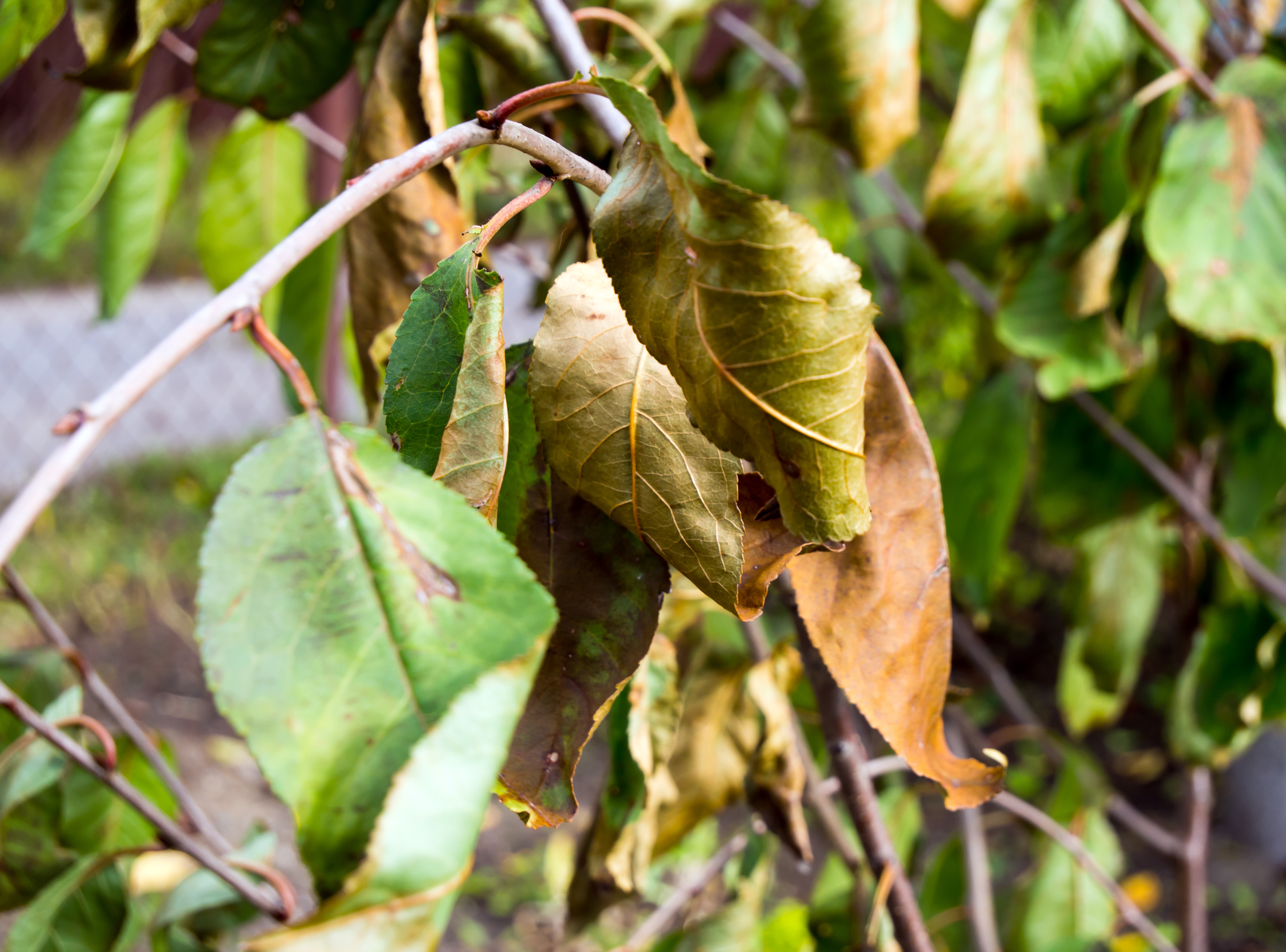 10 Garden Diseases to Identify and Treat - The Habitat