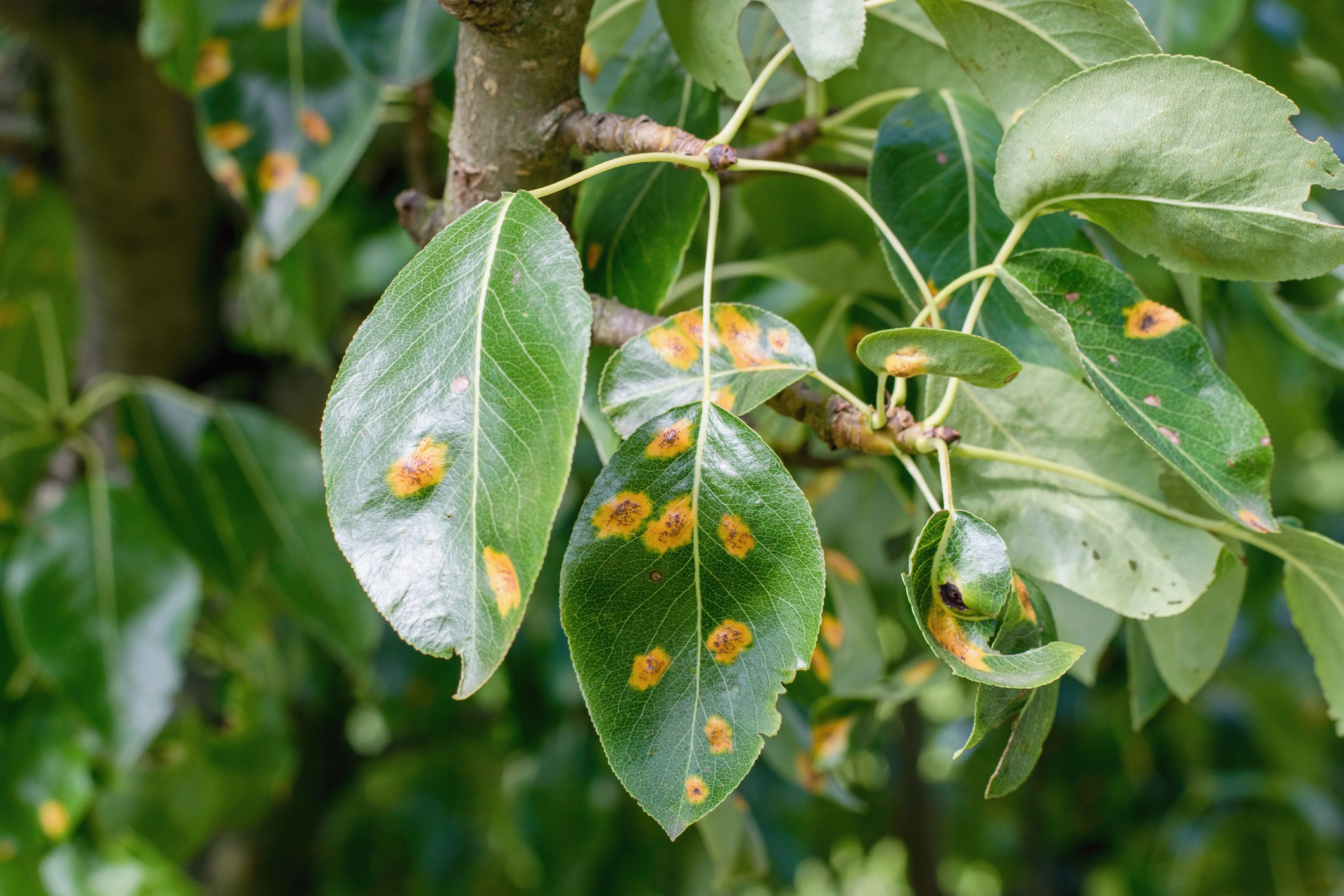10 Garden Diseases to Identify and Treat - The Habitat