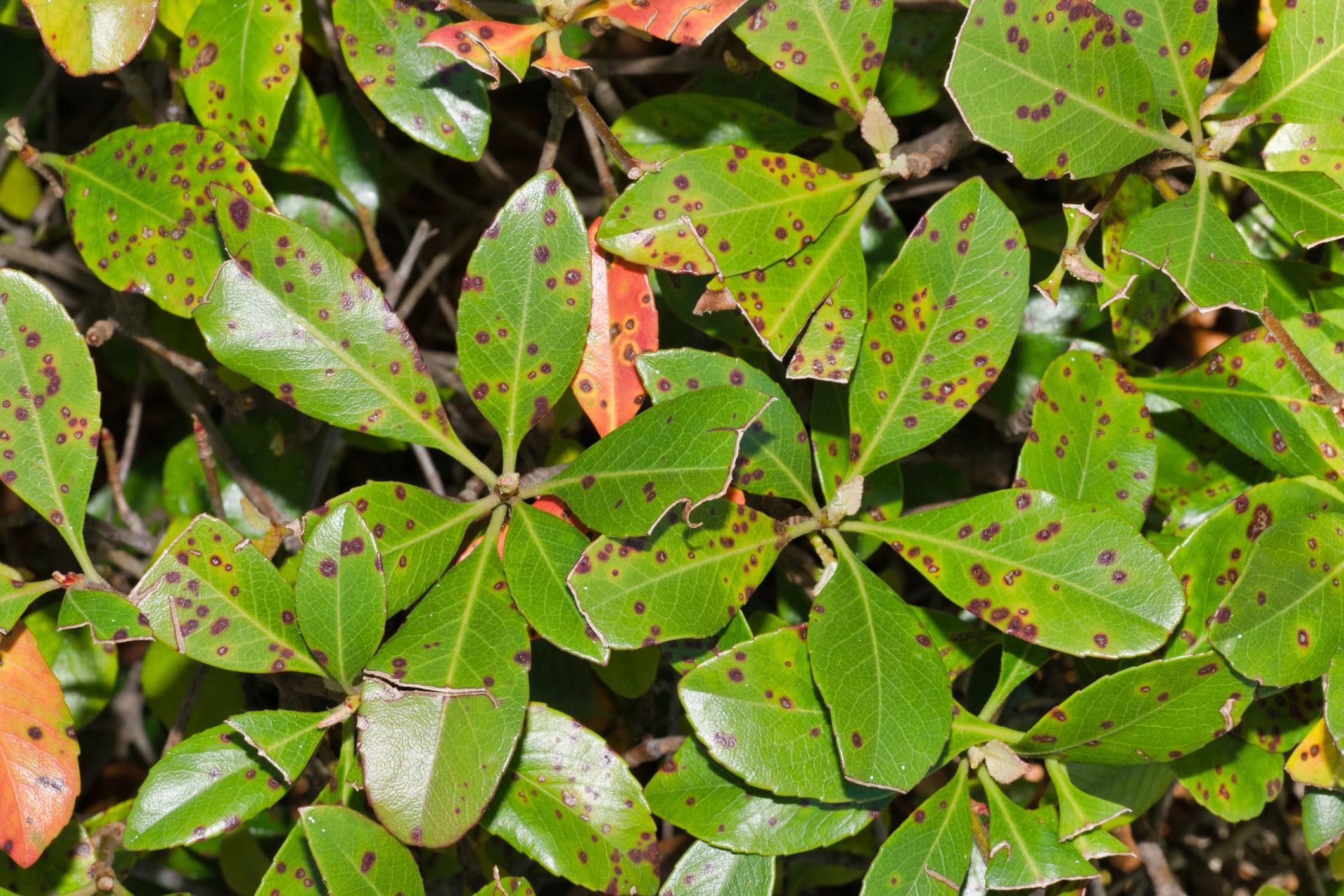 10 Garden Diseases to Identify and Treat - The Habitat