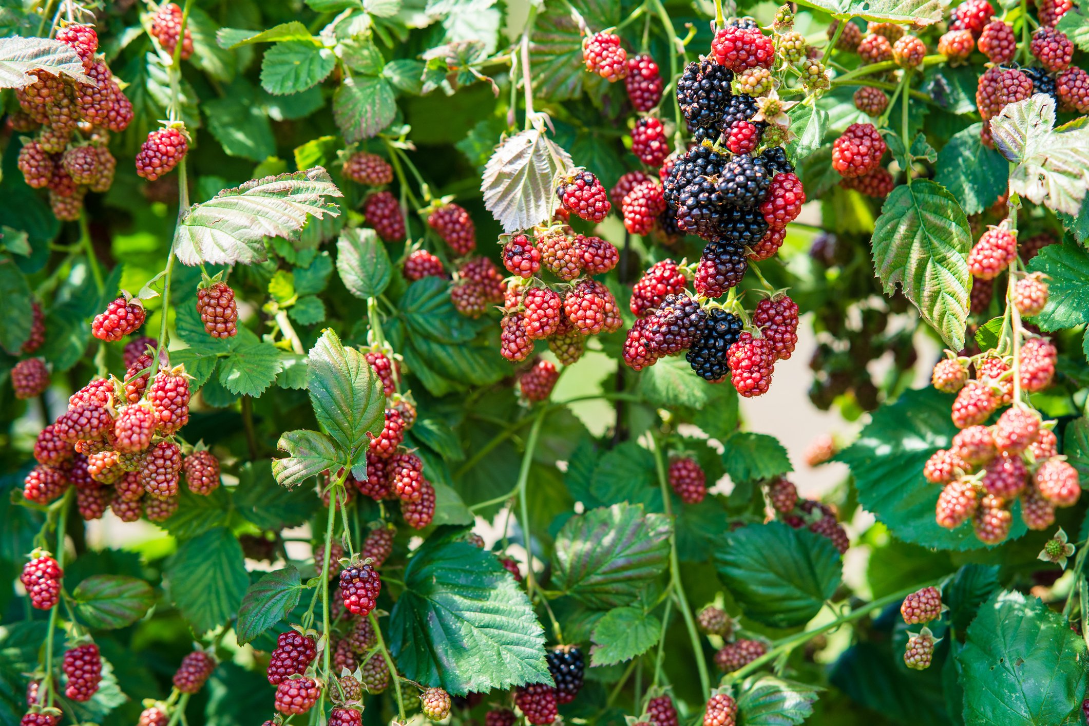 How To Grow Boysenberries in Your Garden - The Habitat