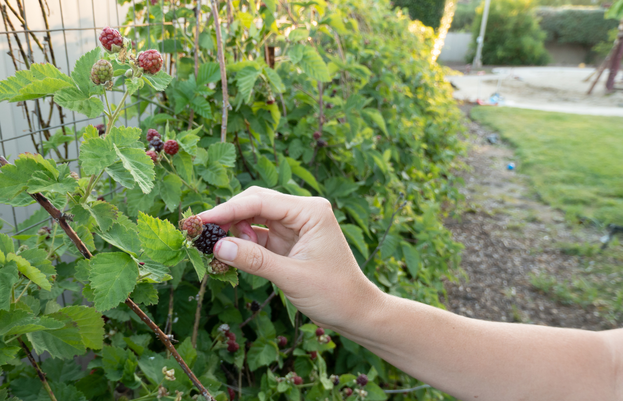 How To Grow Boysenberries in Your Garden - The Habitat