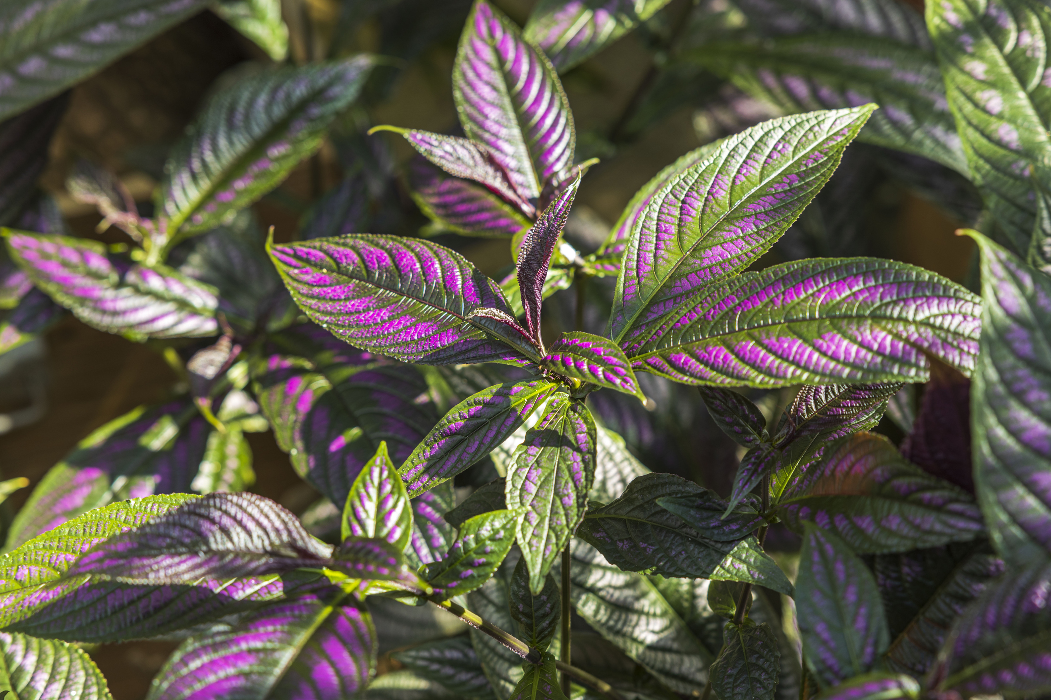 How To Grow Persian Shield - The Habitat