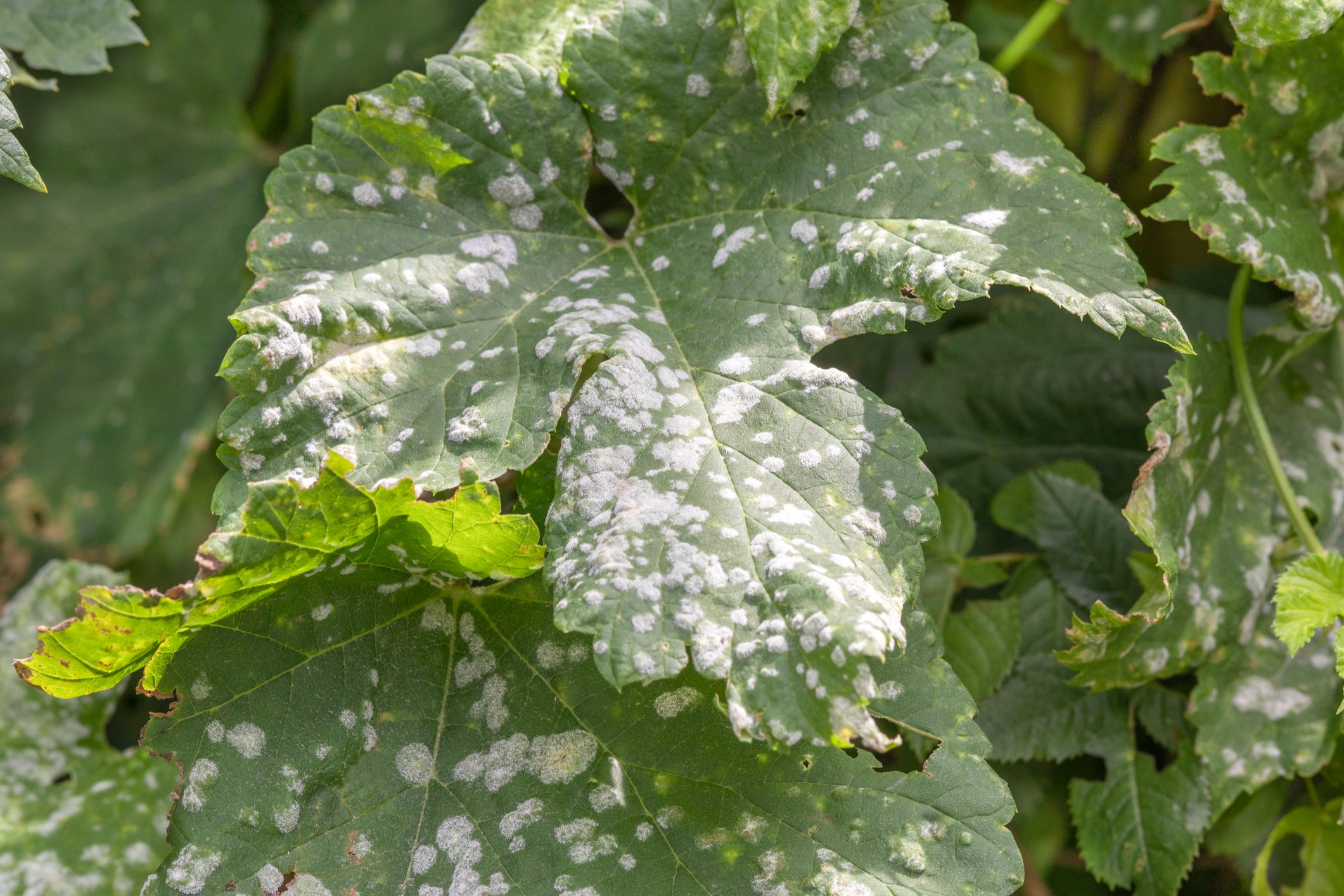 10 Garden Diseases to Identify and Treat - The Habitat
