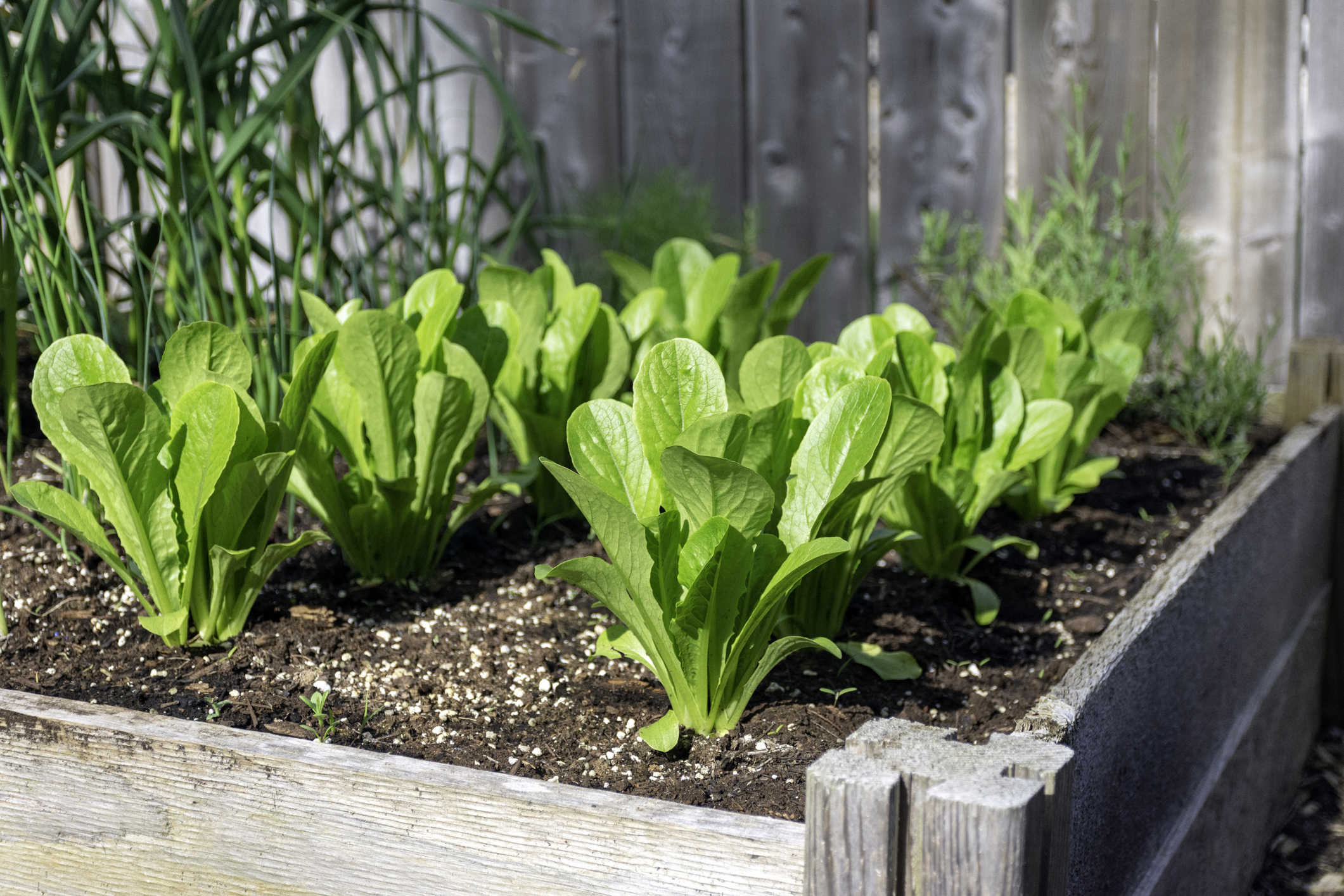 What You Need To Know About Hotbed Gardens - The Habitat