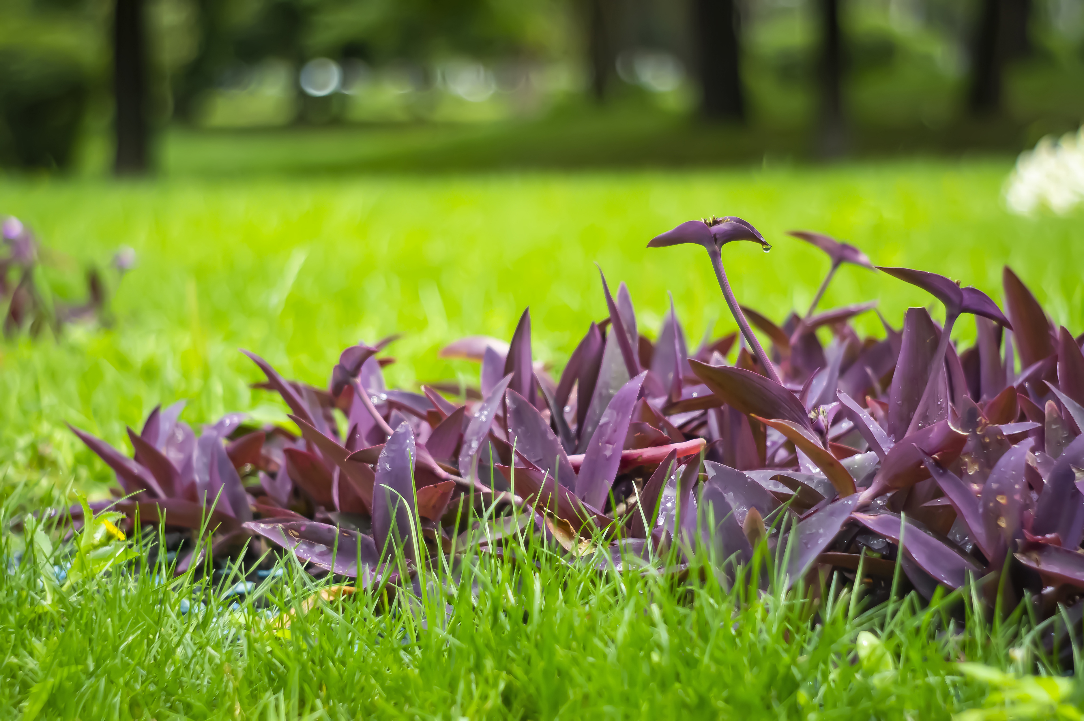 How To Grow Persian Shield - The Habitat