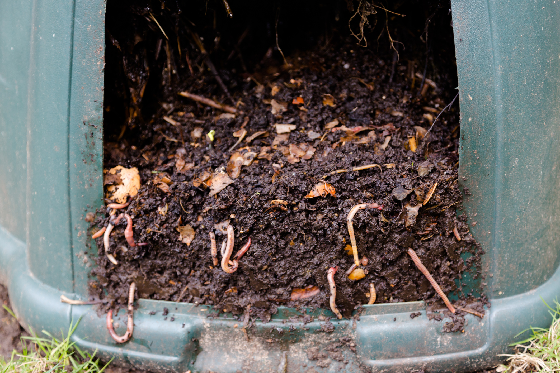 10 Garden Worms To Get To Know - The Habitat