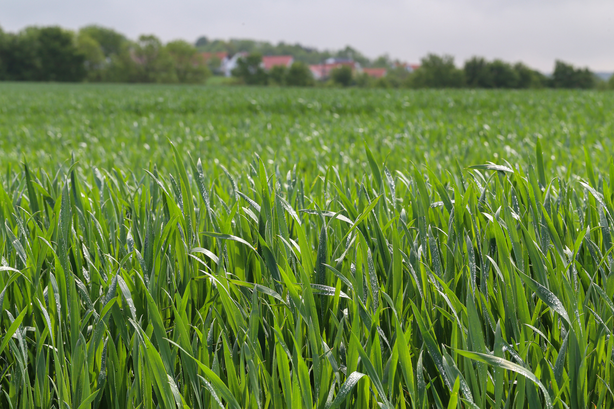 All About Cover Crops - The Habitat