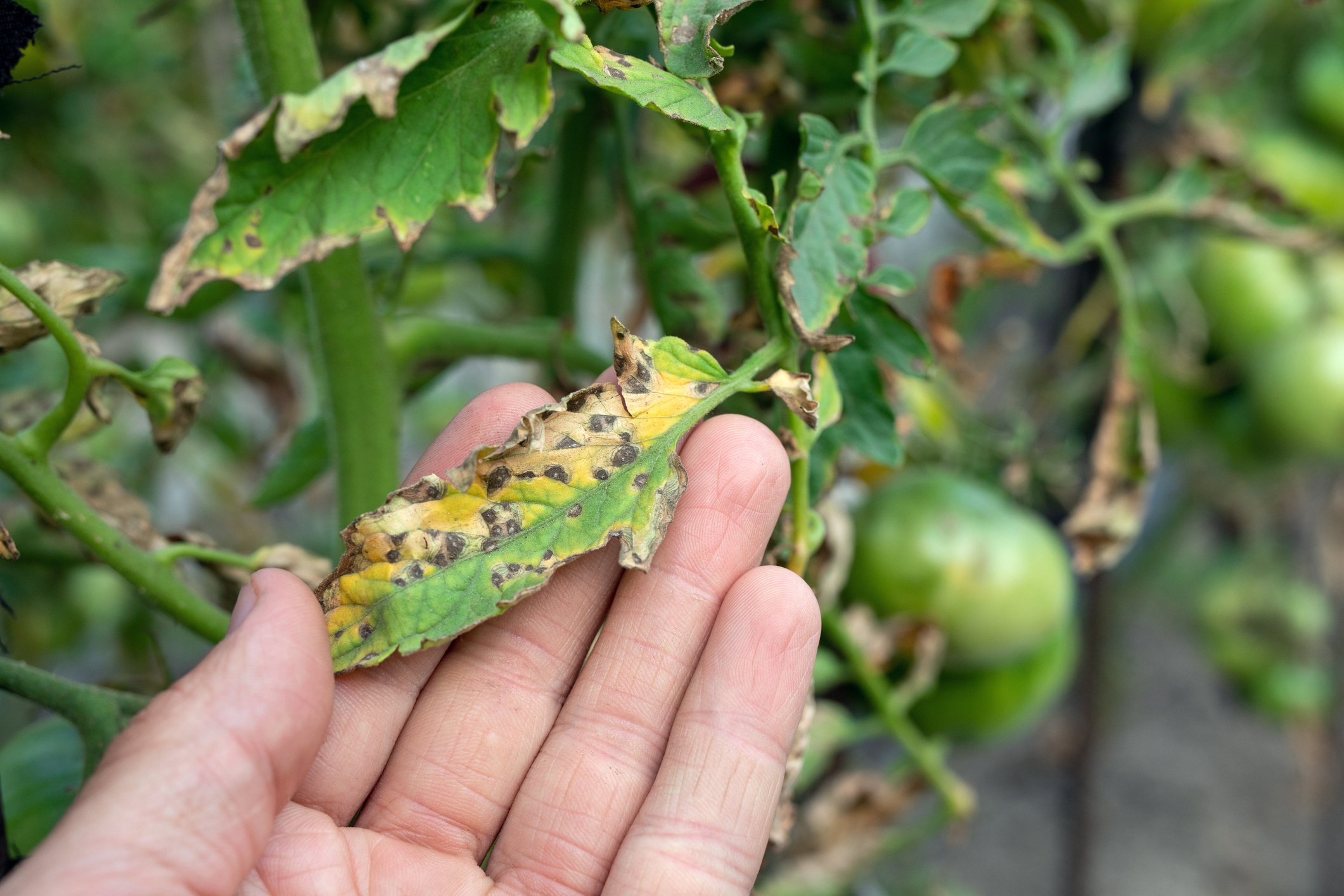 10 Garden Diseases to Identify and Treat - The Habitat