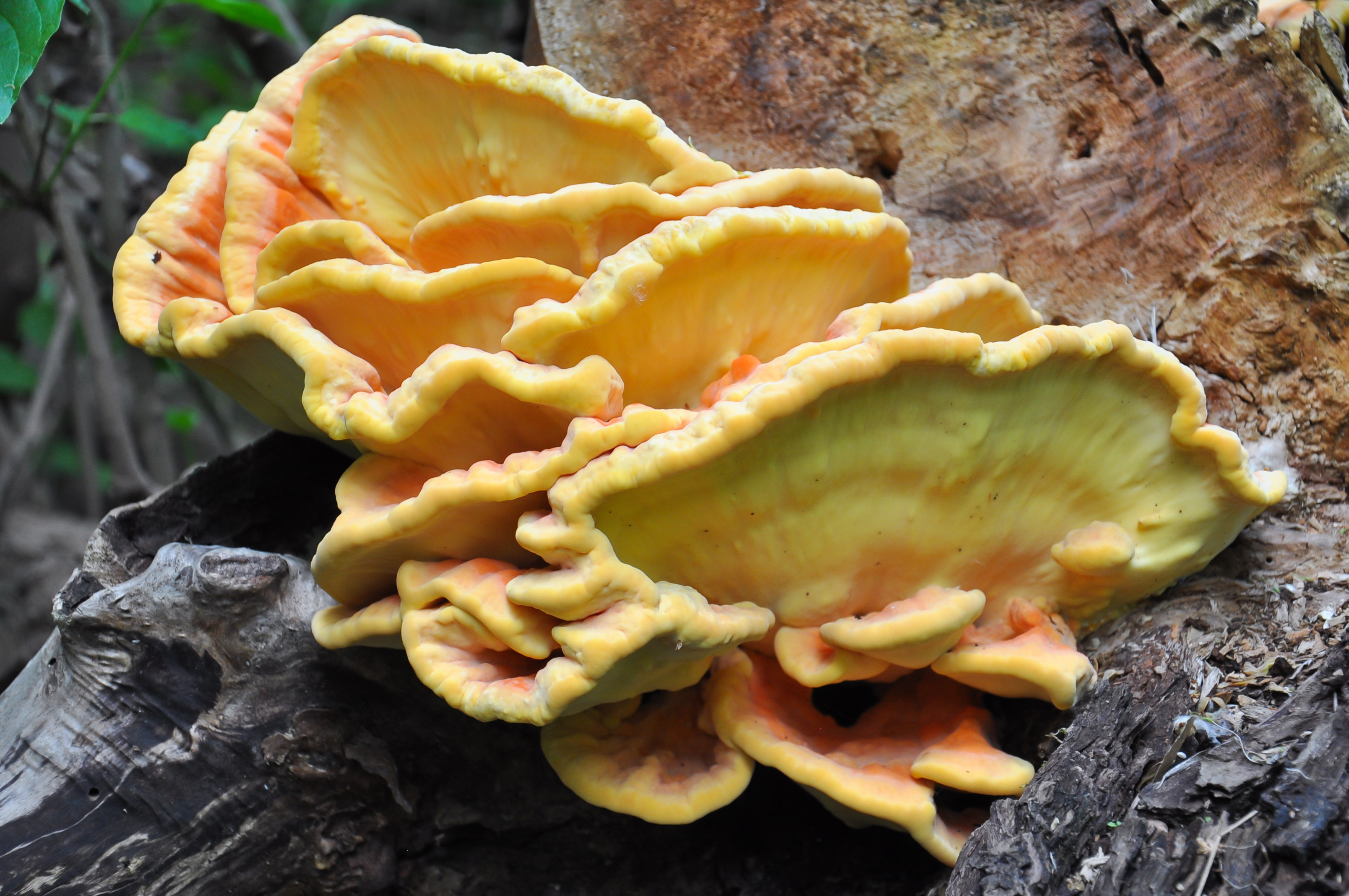 10 Cool Mushrooms to Look Out For - The Habitat