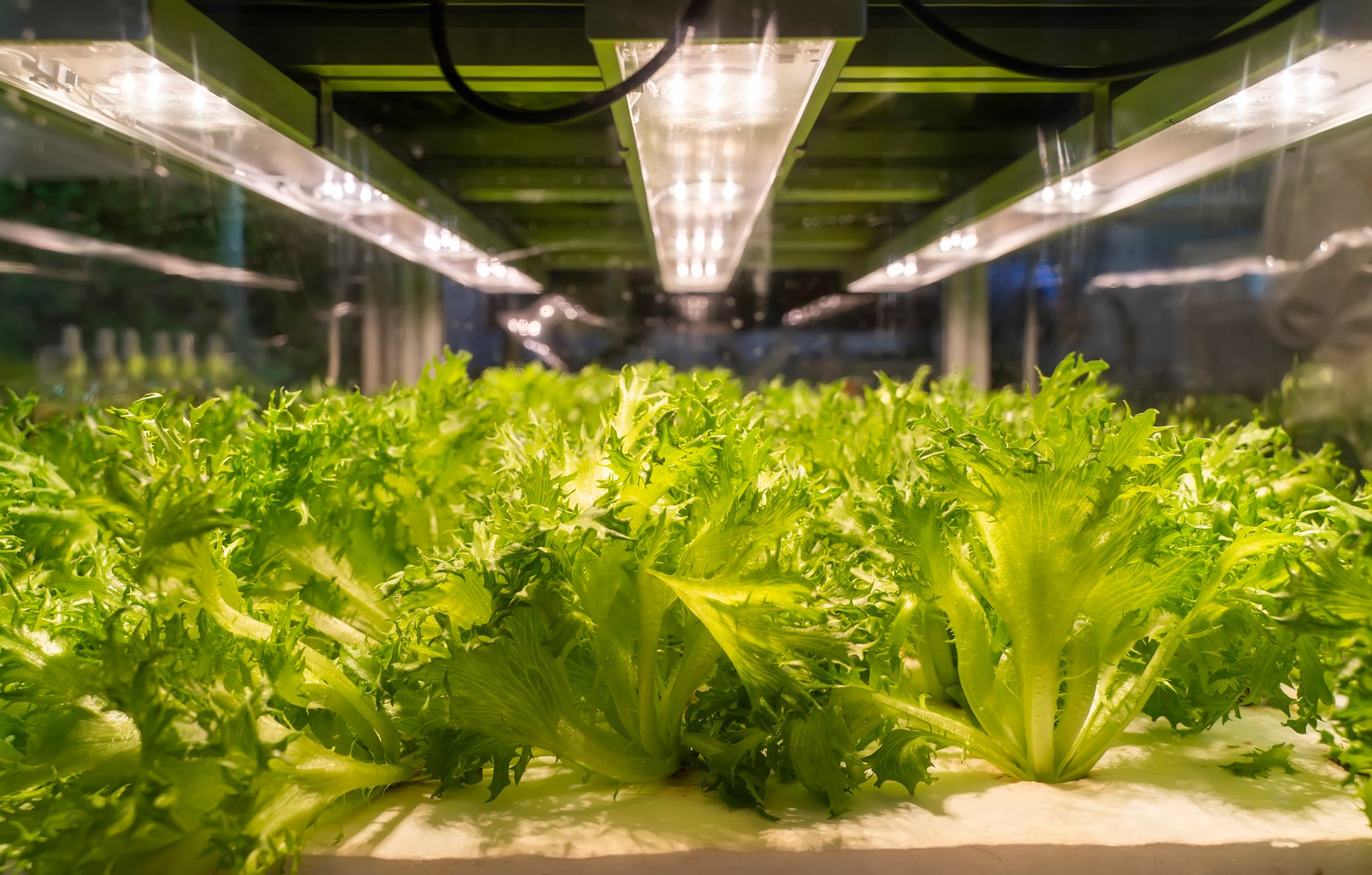 Discover the Best Lighting Methods for Your Indoor Garden - The Habitat