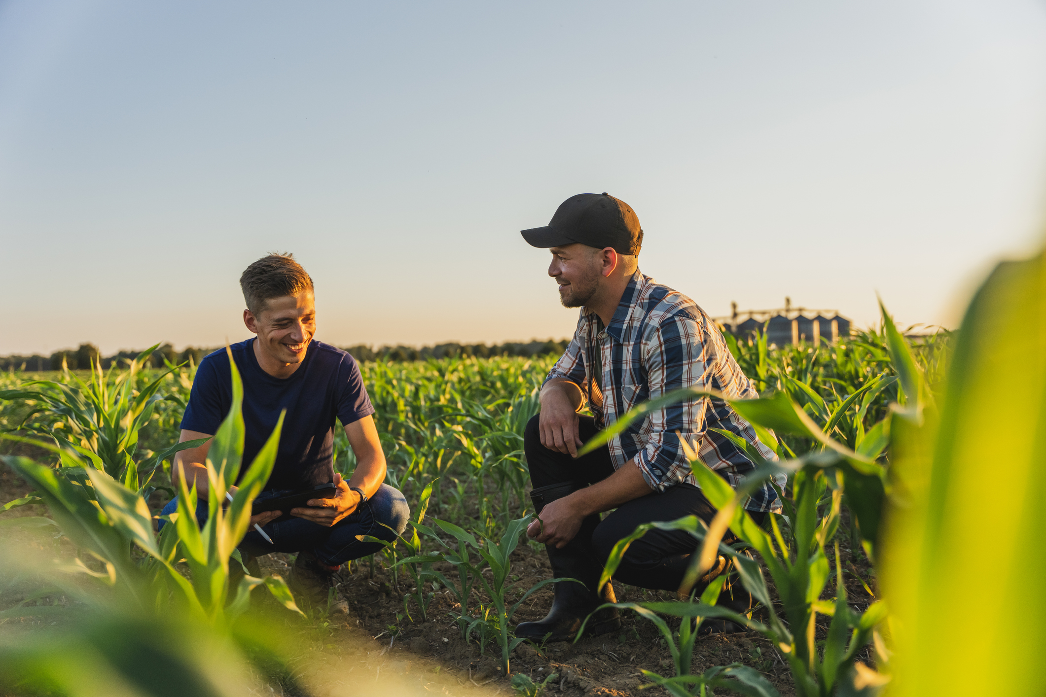 All About Cover Crops - The Habitat