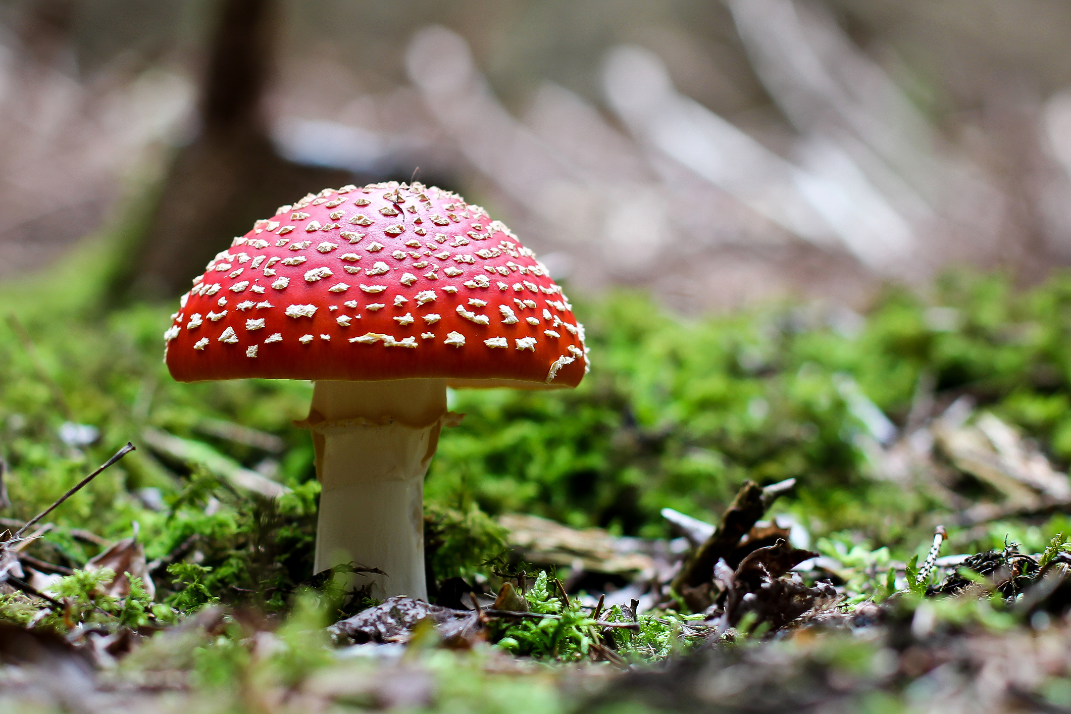 10 Cool Mushrooms to Look Out For - The Habitat