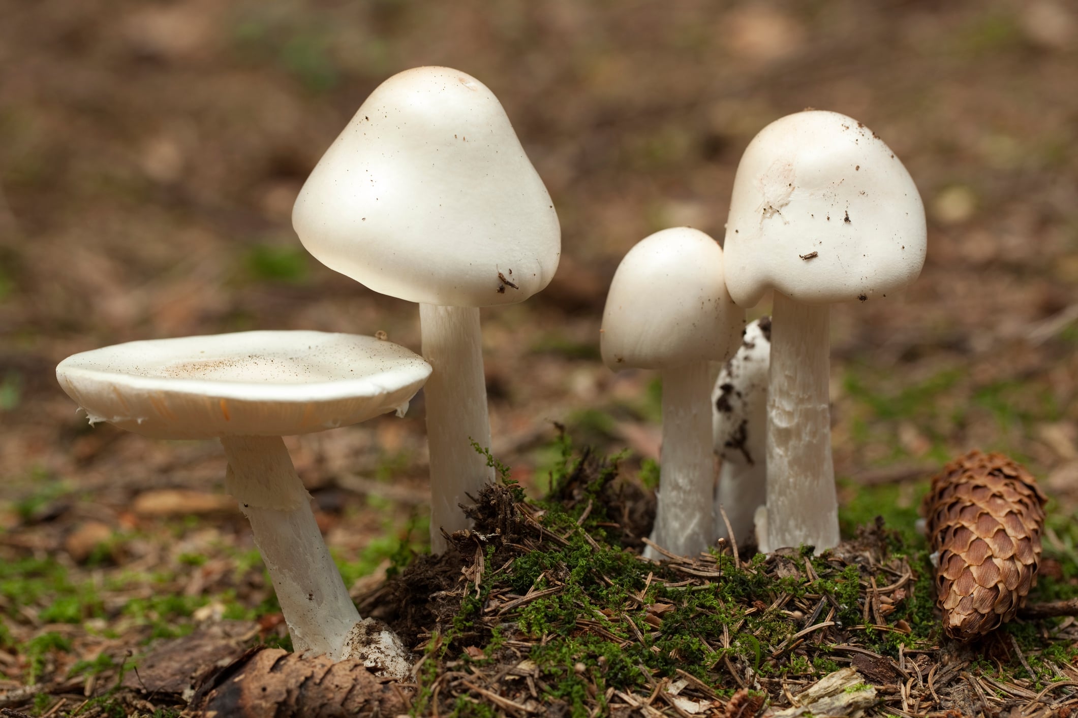 10 Cool Mushrooms to Look Out For - The Habitat