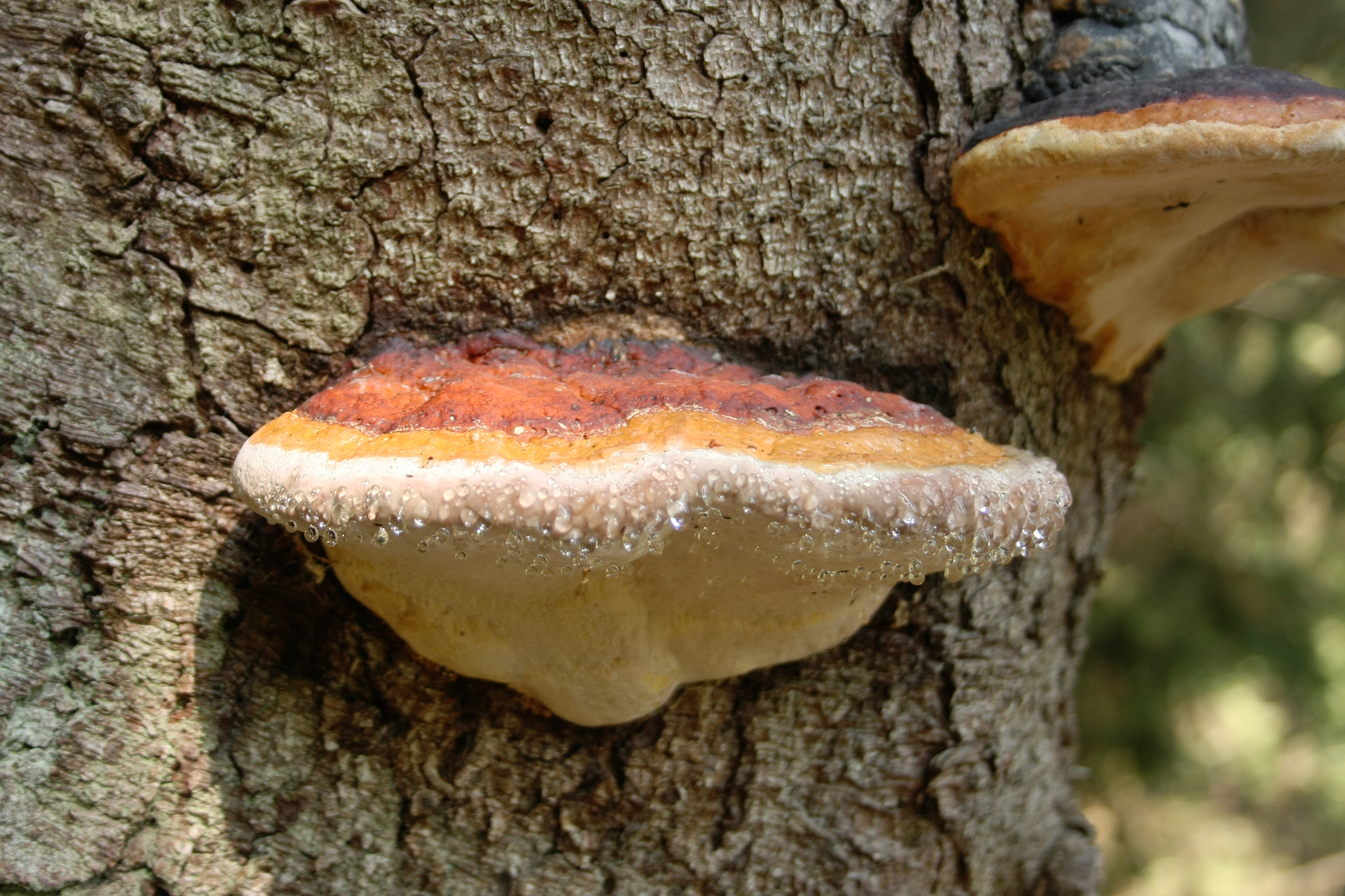 10 Cool Mushrooms to Look Out For - The Habitat
