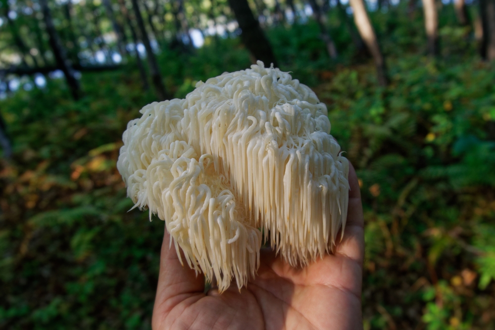 10 Cool Mushrooms to Look Out For - The Habitat