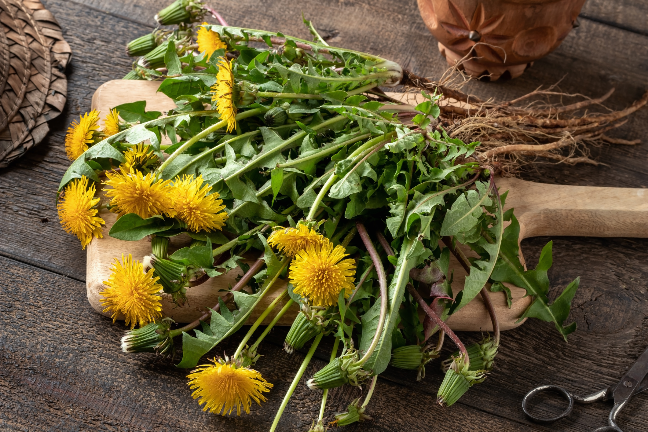 So Much To Know About Dandelions - The Habitat