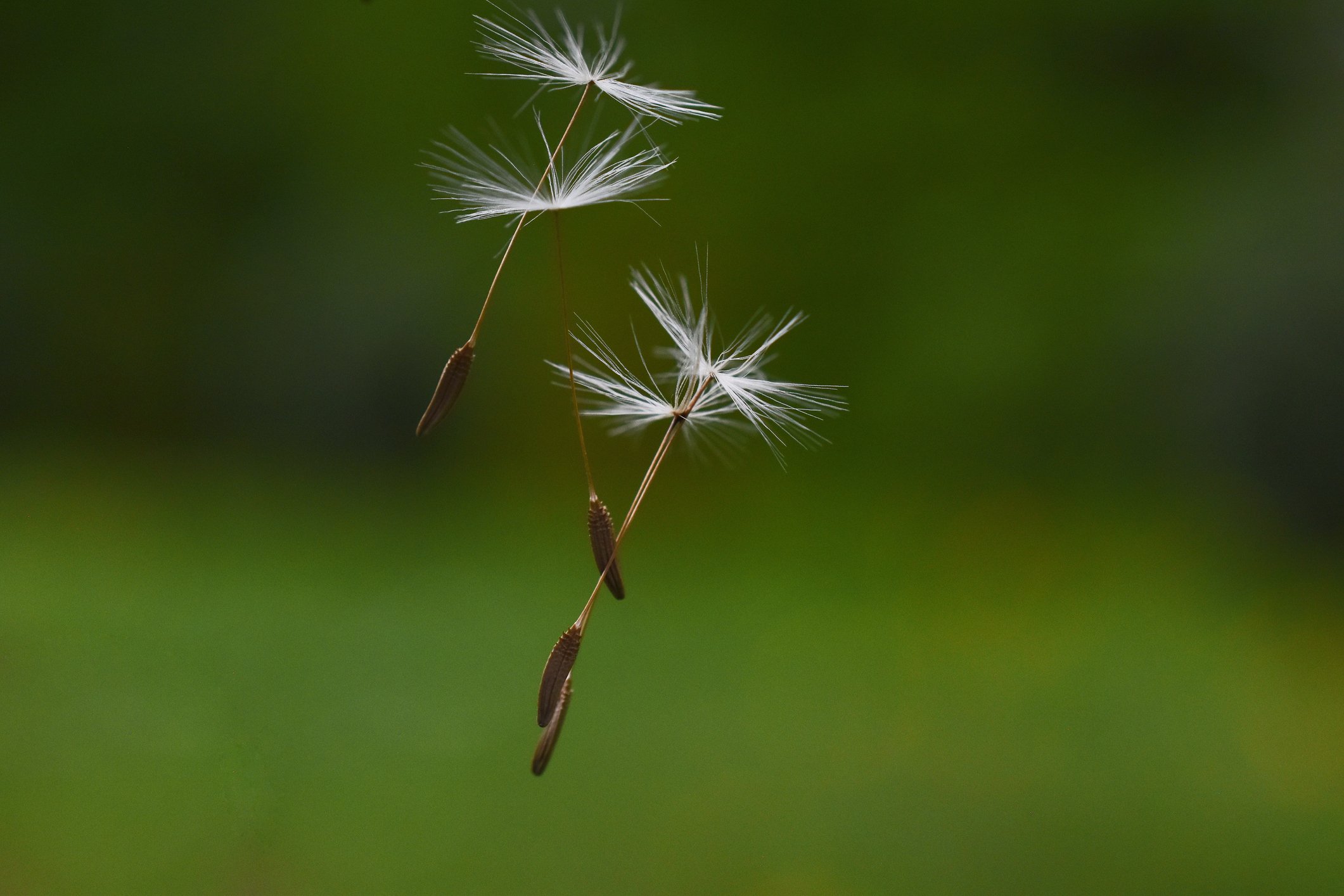 So Much To Know About Dandelions - The Habitat