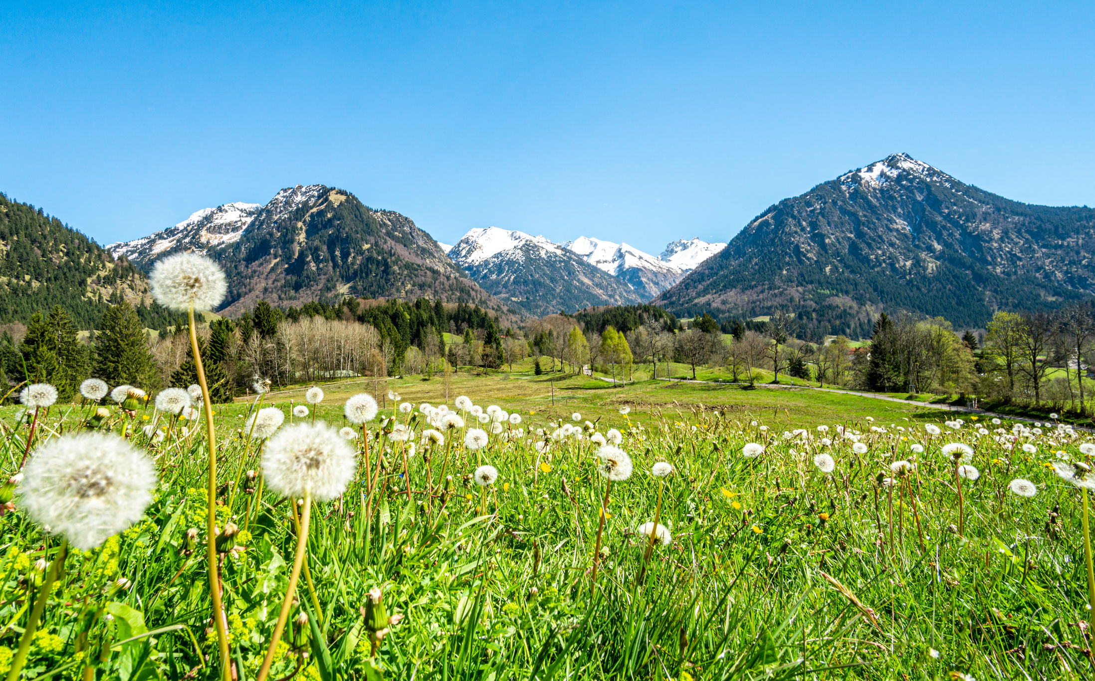 So Much To Know About Dandelions - The Habitat