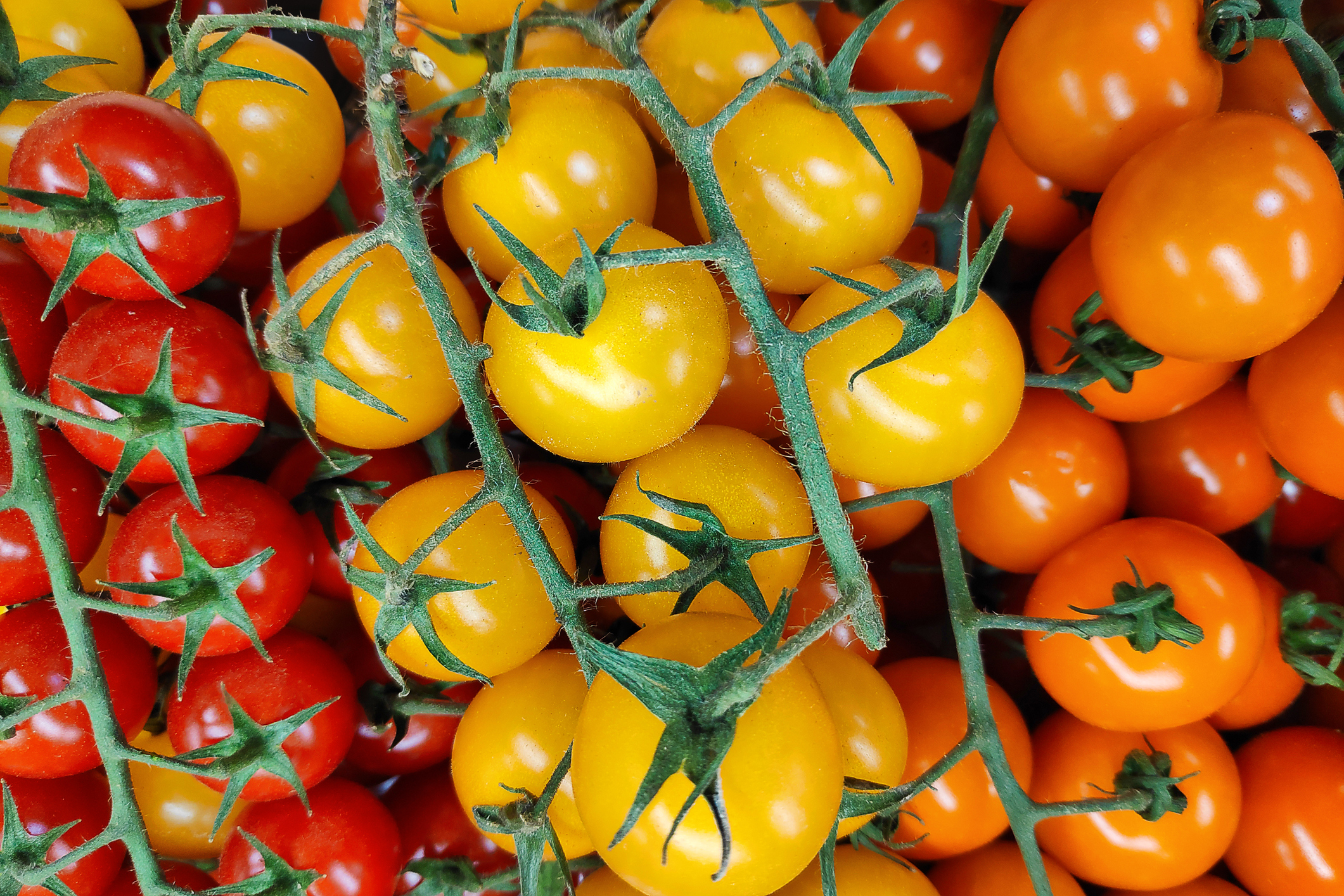 10 Tomato Types You Need To Try - The Habitat