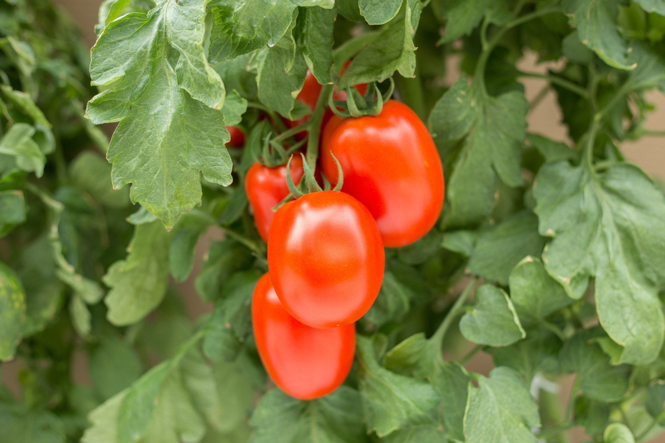 10 Tomato Types You Need To Try - The Habitat