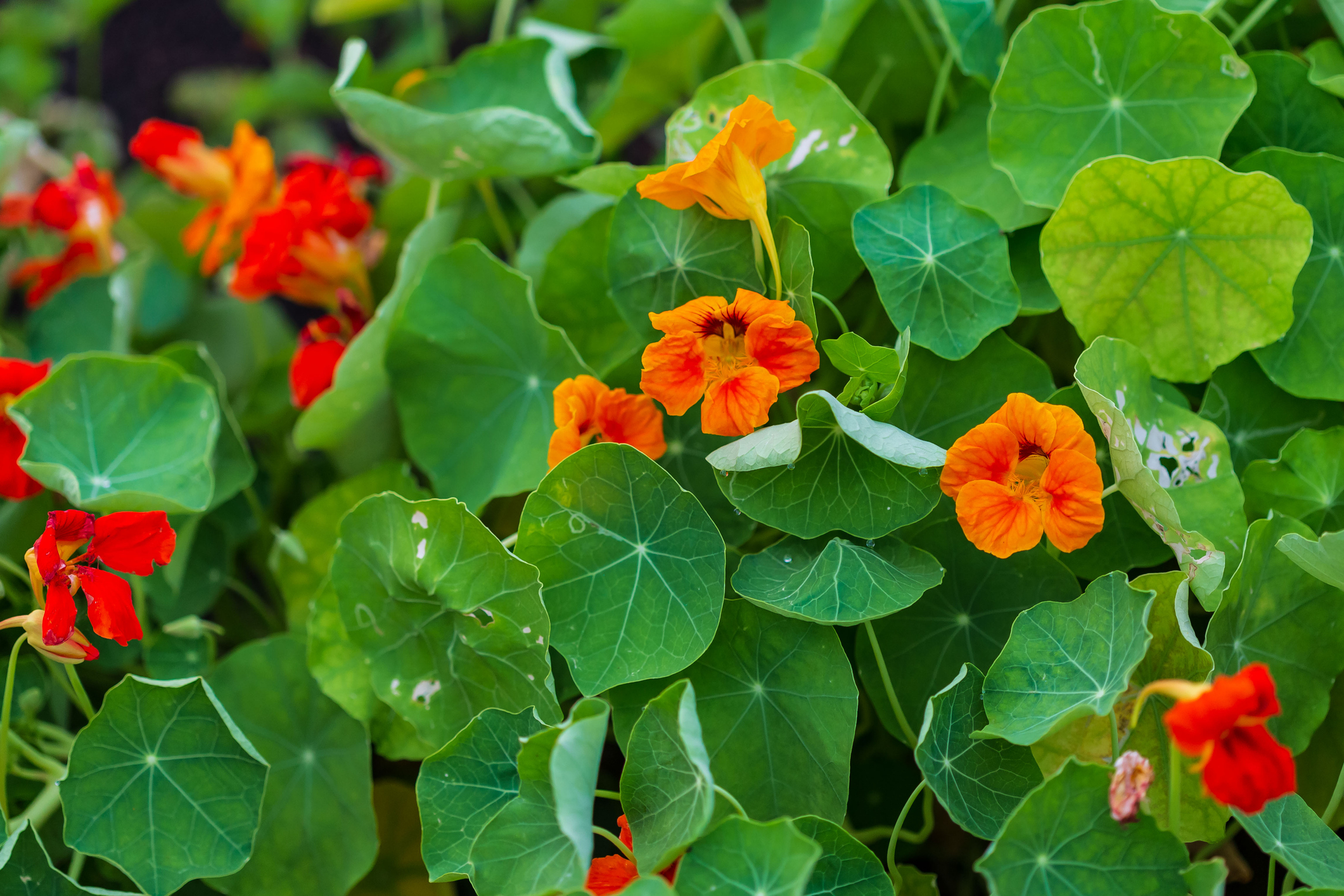 How To Grow Nasturtium In Your Garden - The Habitat