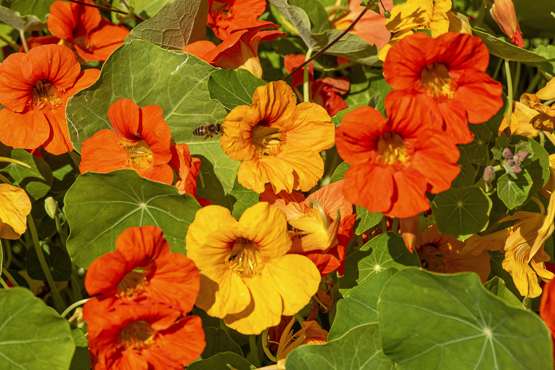 How To Grow Nasturtium In Your Garden - The Habitat