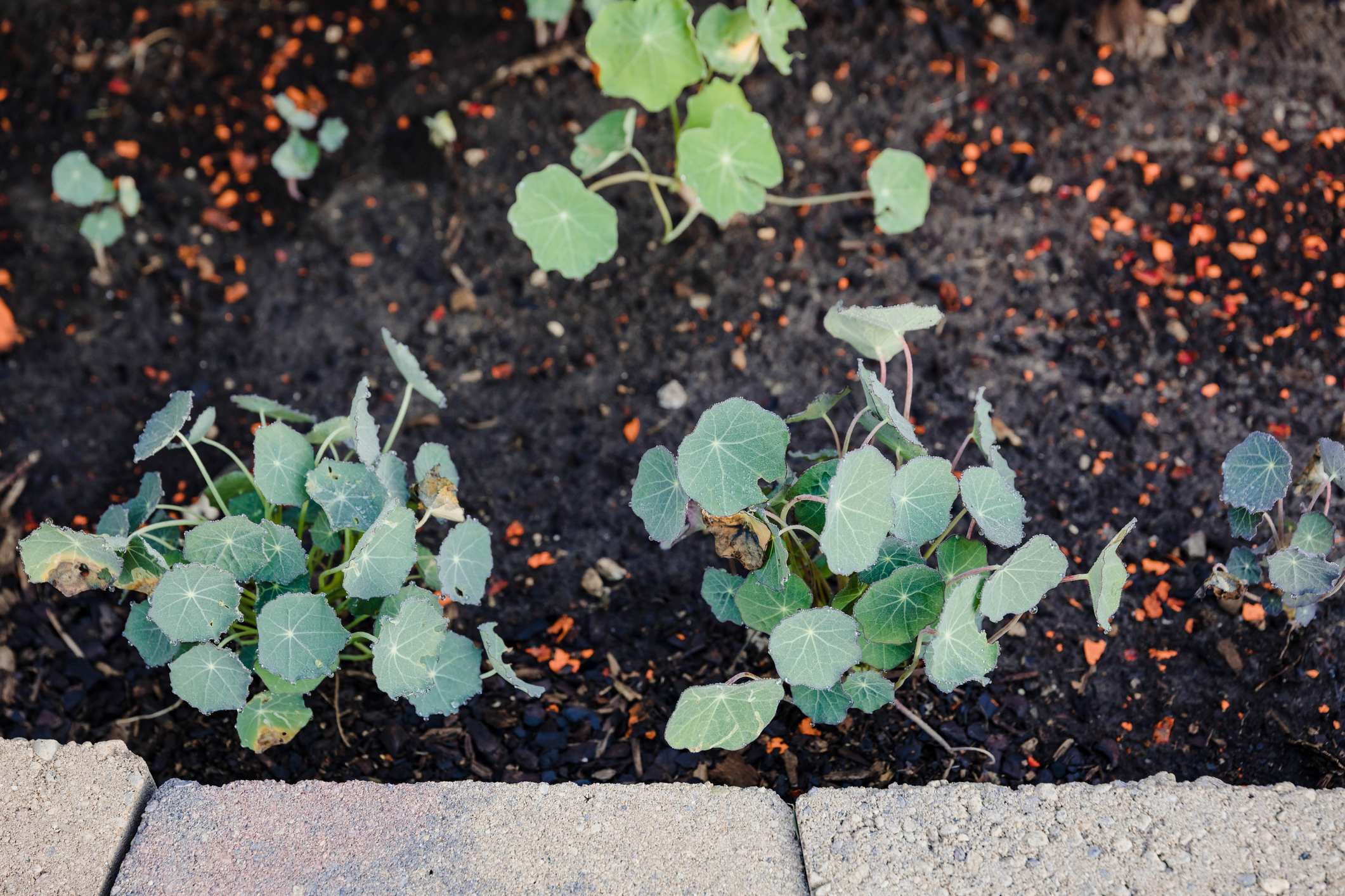 How To Grow Nasturtium In Your Garden - The Habitat