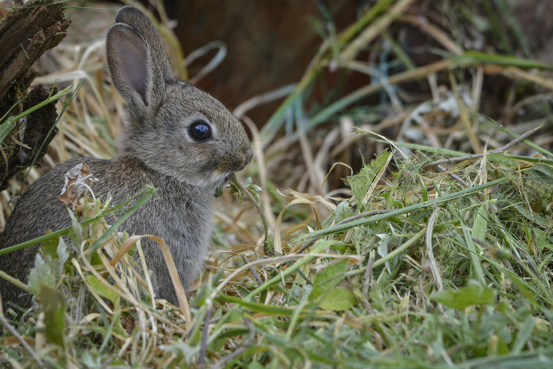 How to Get Rid of Rabbits - The Habitat