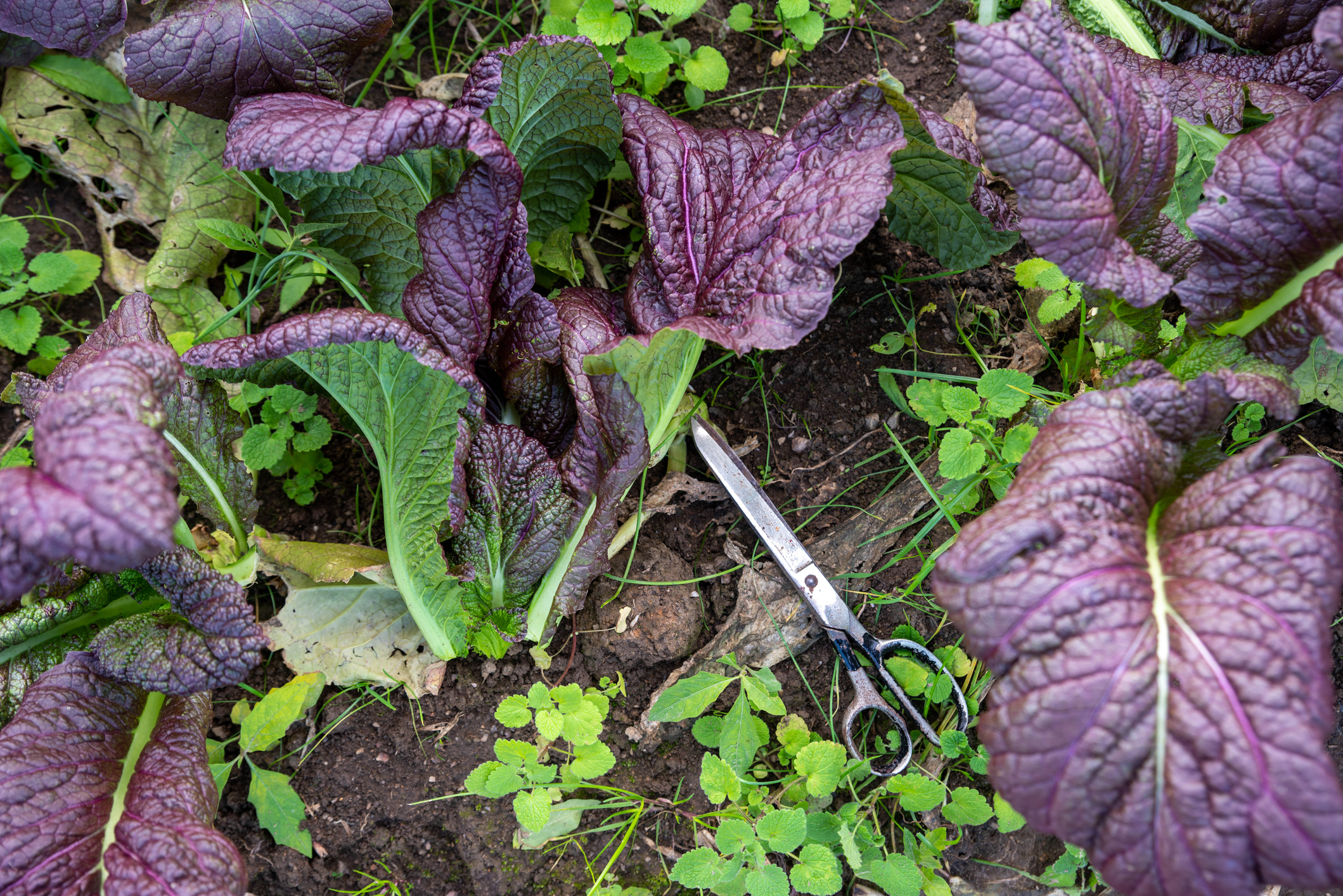 How To Grow Celtuce - The Habitat