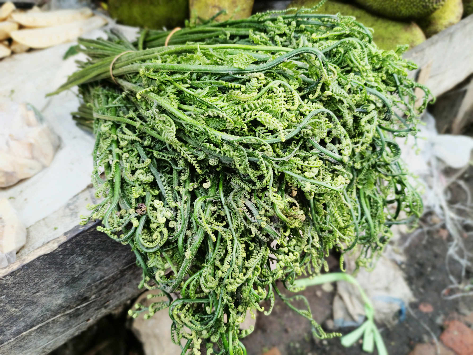 How to Grow Fiddleheads for Your Harvest Table - The Habitat