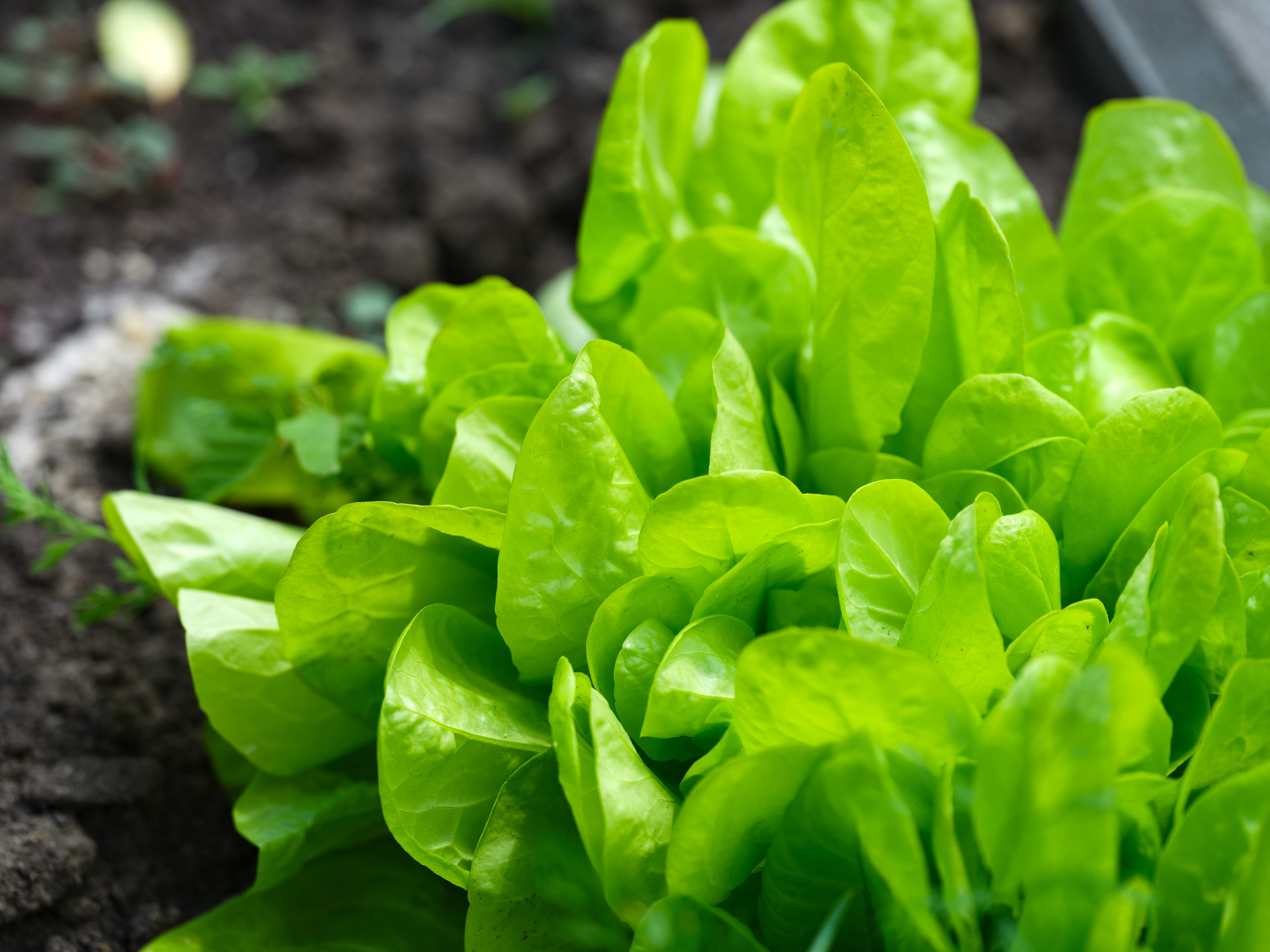 How To Grow Celtuce - The Habitat