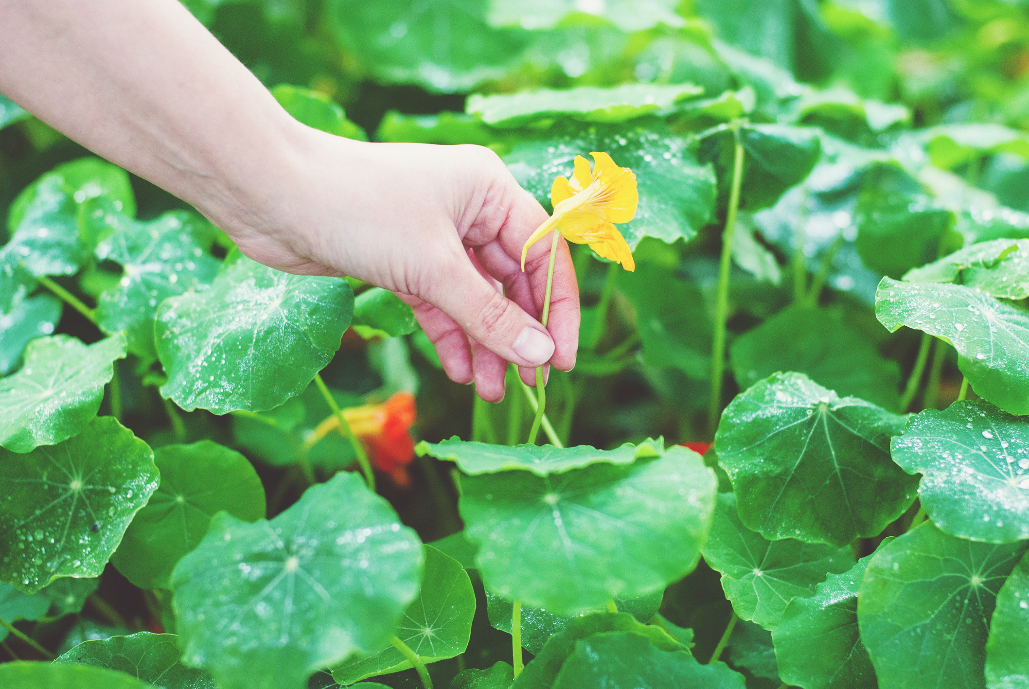 How To Grow Nasturtium In Your Garden - The Habitat
