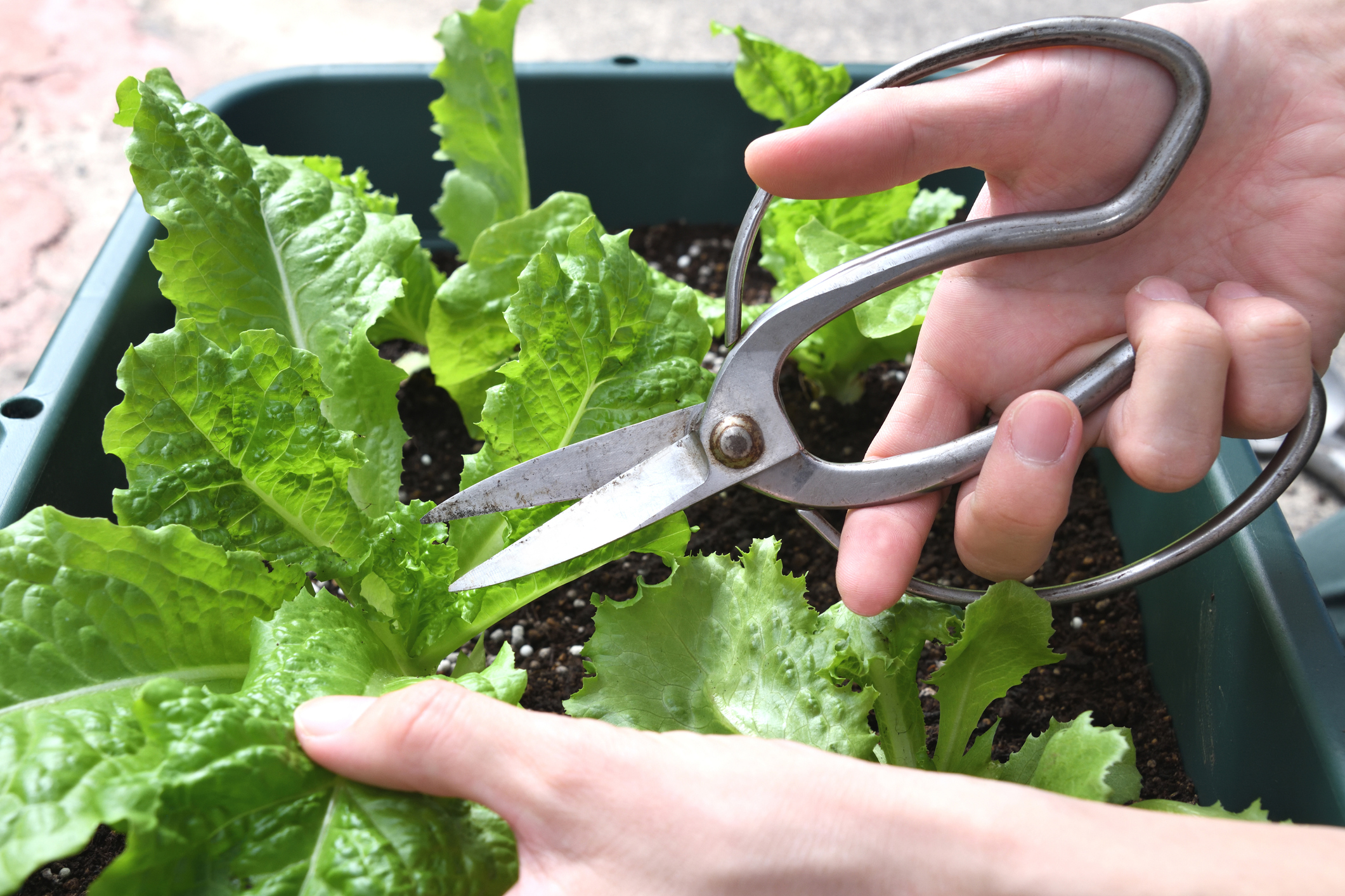 How To Grow Celtuce - The Habitat