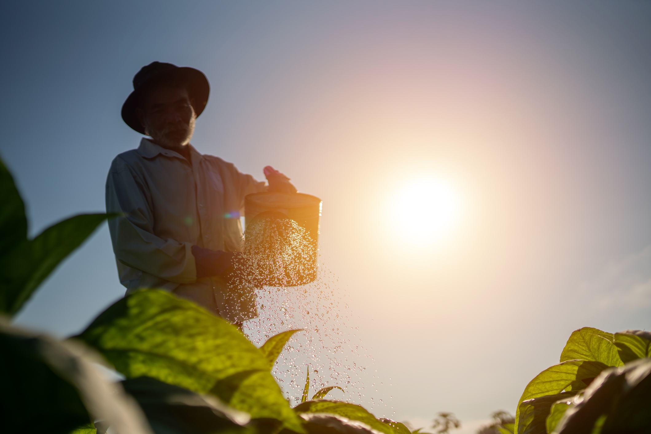 How To Grow Celtuce - The Habitat
