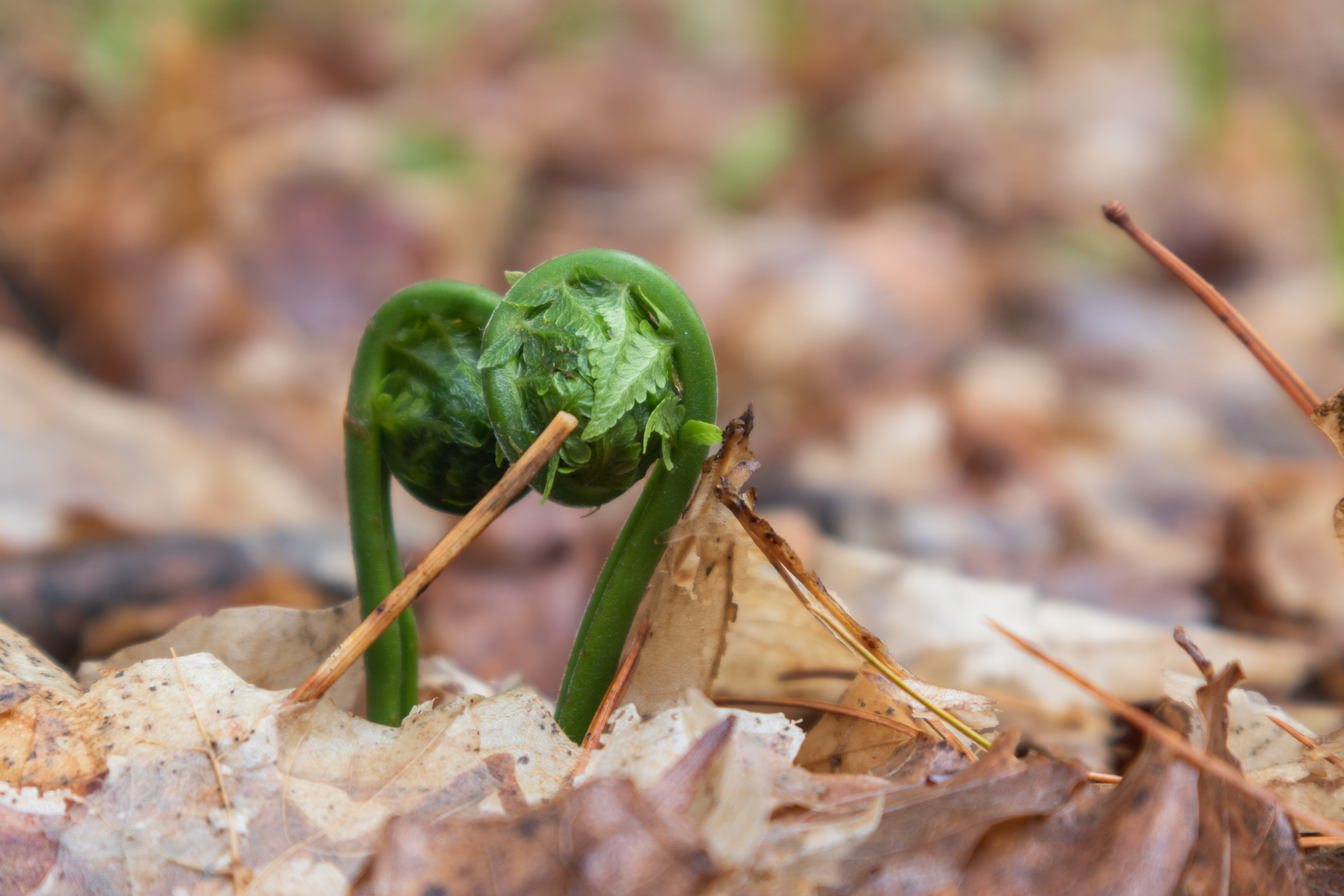 How to Grow Fiddleheads for Your Harvest Table - The Habitat